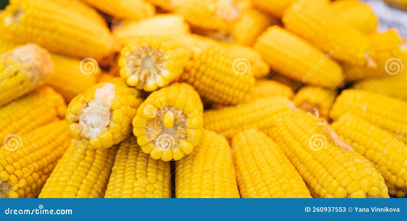 Corn Texture. Yellow Corns As Background Stock Image - Image of maize ...
