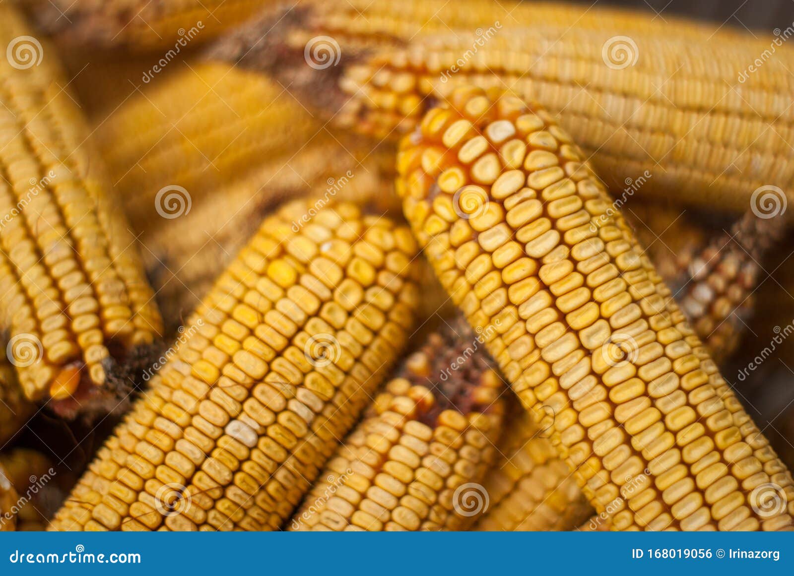 Corn Texture. Yellow Corns As Background. Background of Bulk of Yellow ...