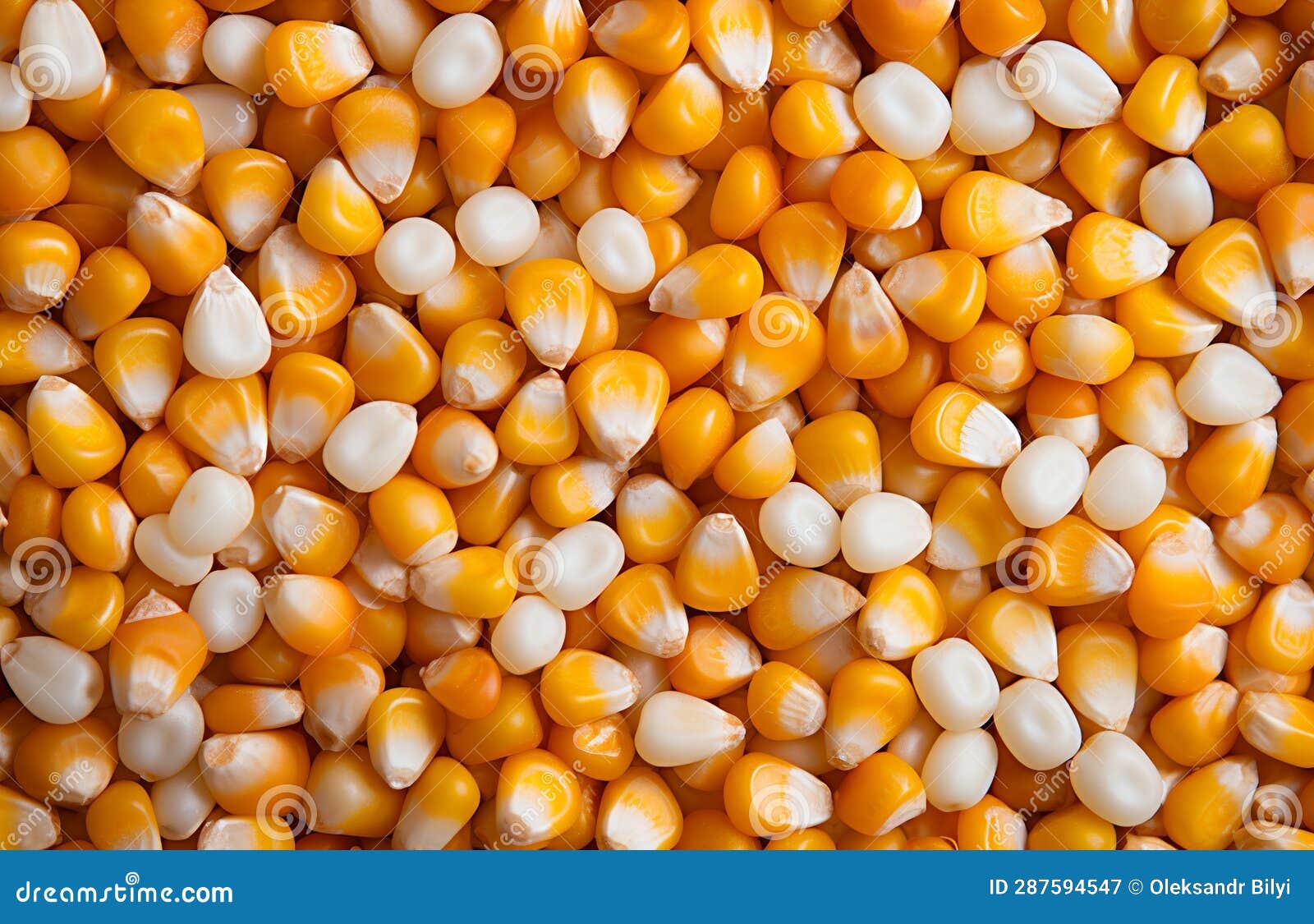 Corn Texture. Yellow Corns As Background Stock Illustration ...
