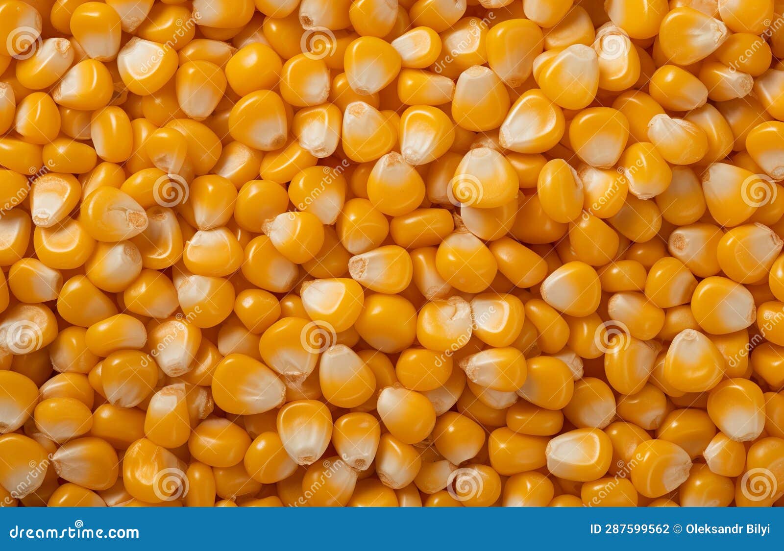 Corn Texture. Yellow Corns As Background Stock Illustration ...