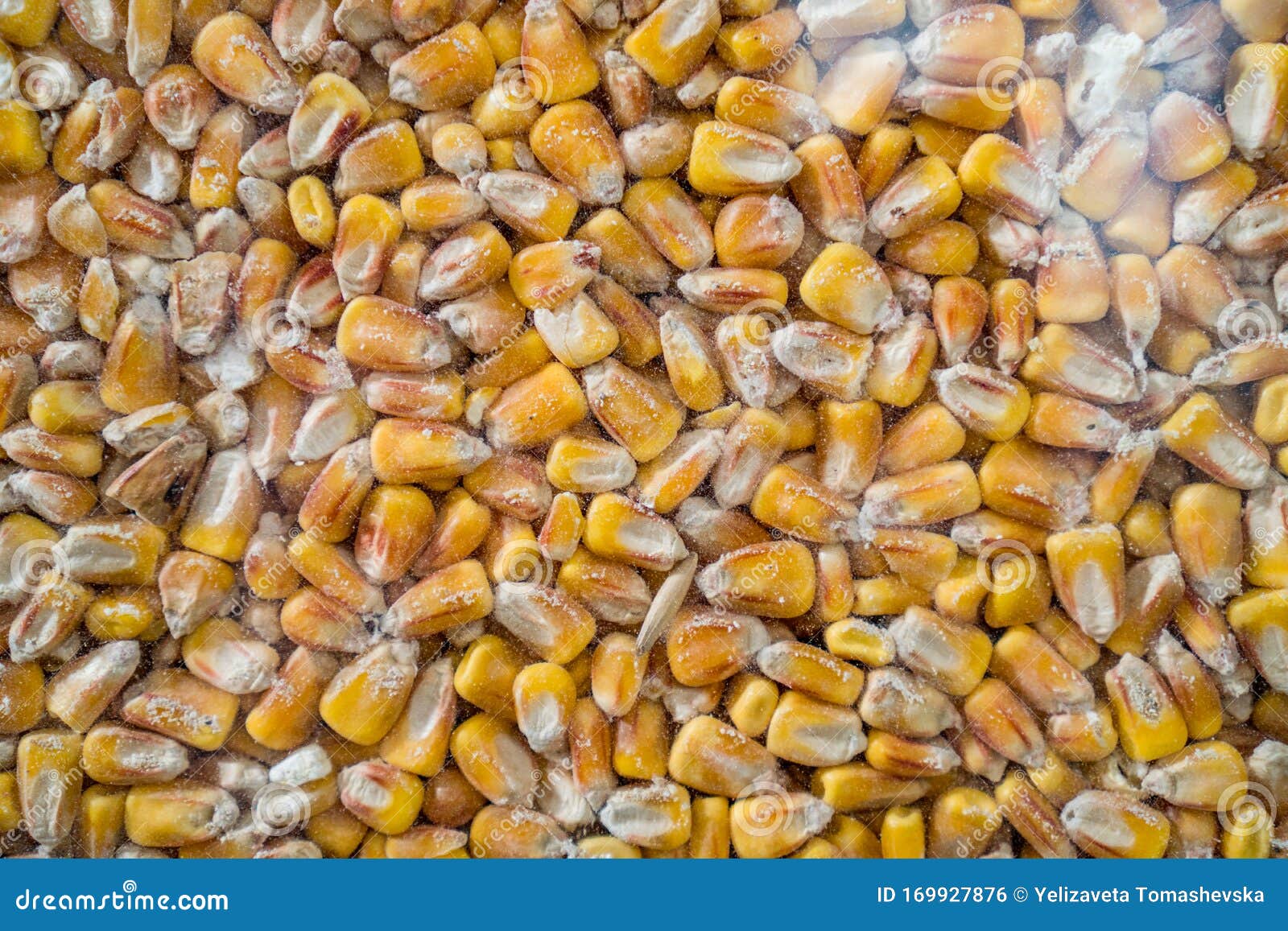 Corn Texture. Yellow Corns As Background. Maize Grains Texture ...
