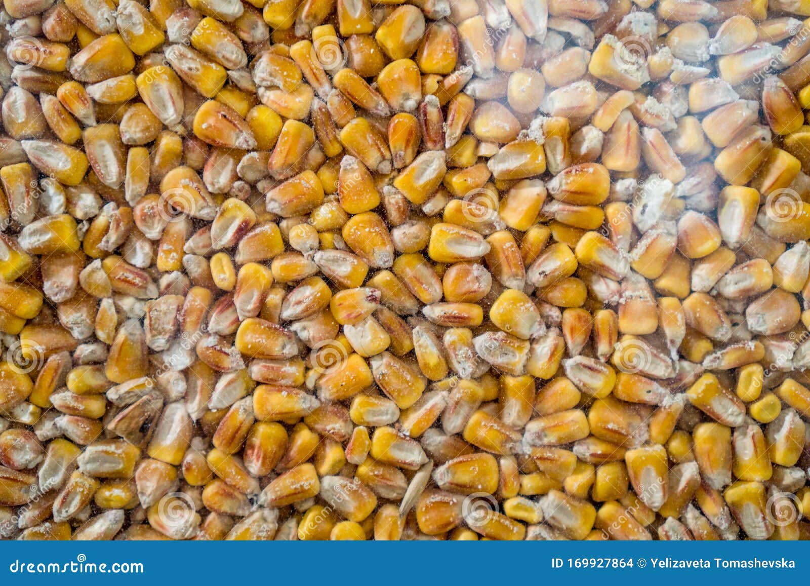 Corn Texture. Yellow Corns As Background. Maize Grains Texture ...