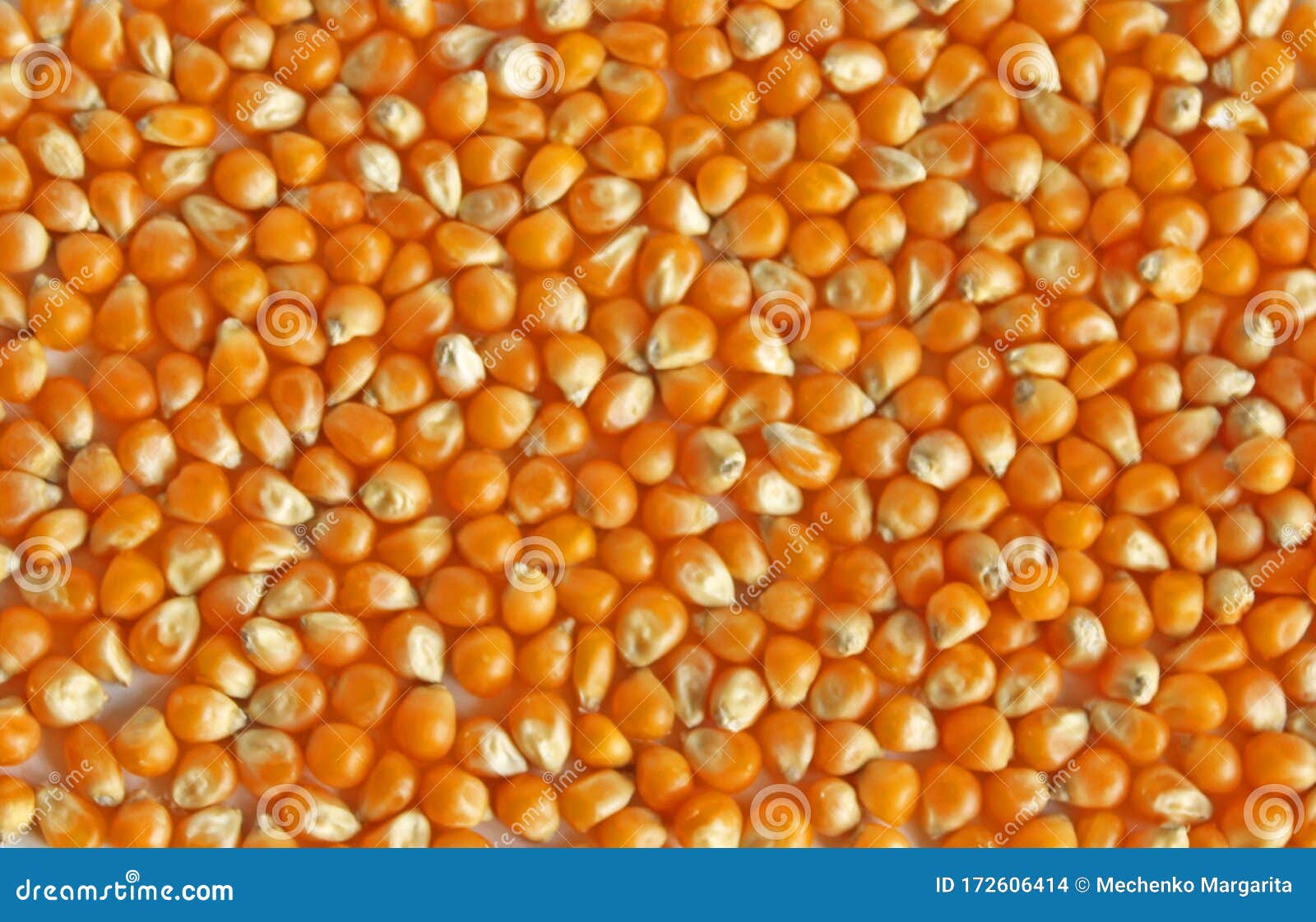 Corn Texture. Yellow Corns As Background. Corn Vegetable Pattern ...