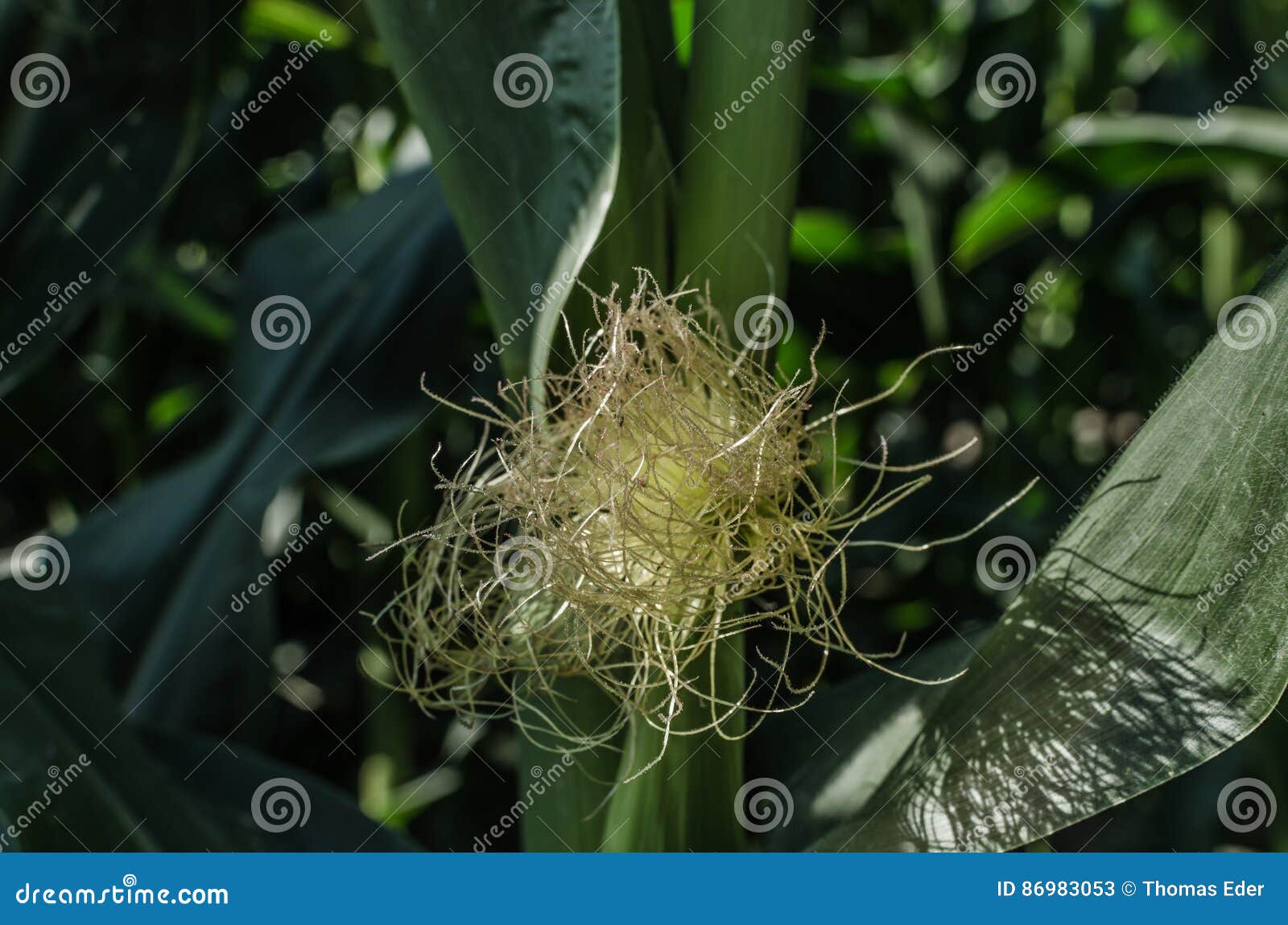 Corn with threads stock image. Image of beautiful, beginning - 86983053