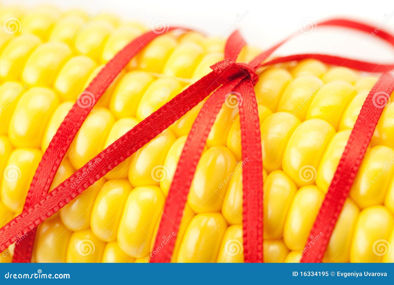 Corn tied with ribbon stock image. Image of green, agriculture - 16334195