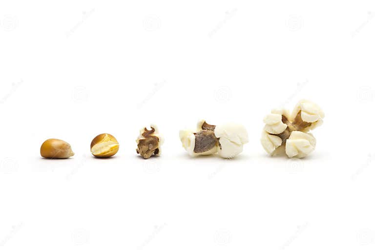 Popcorn evolution stock photo. Image of progress, growing - 29842036