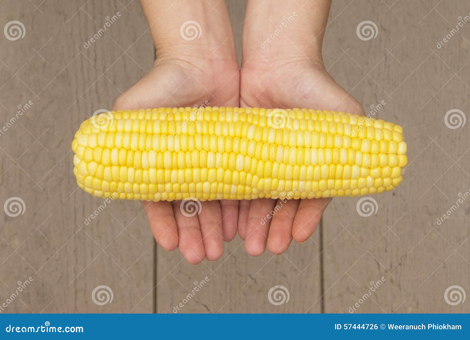 Corn stock photo. Image of food, meal, fields, milk, agriculture - 57444726