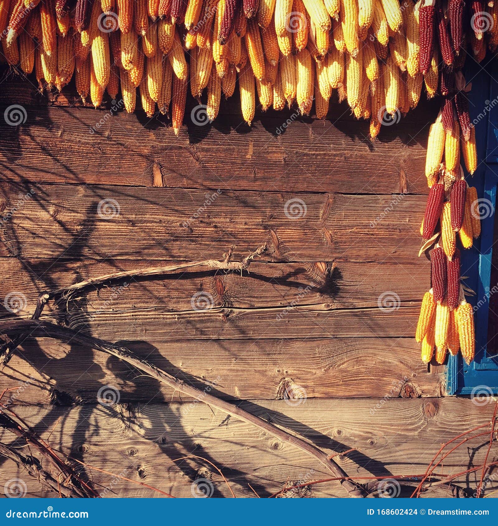 Corn stock photo. Image of wood, corn, house, romania - 168602424