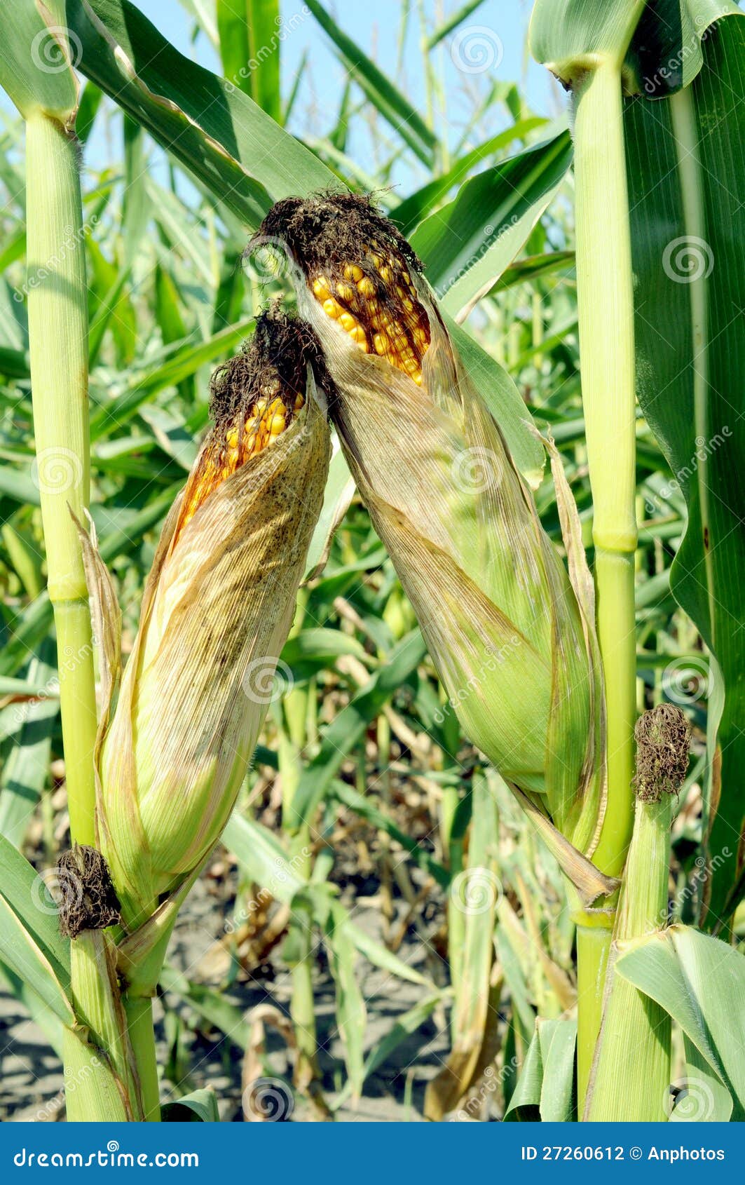 Corn tree stock photo. Image of organic, scene, green - 27260612