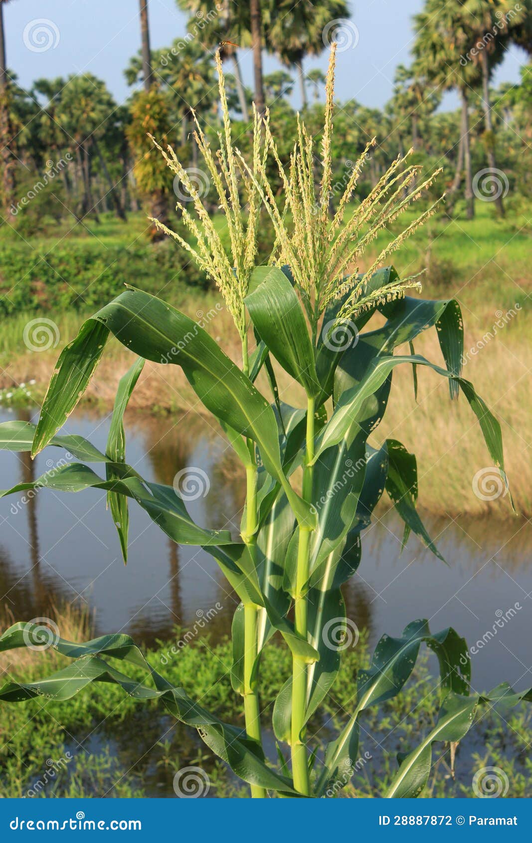 Corn tree stock photo. Image of autumn, agriculture, angled - 28887872