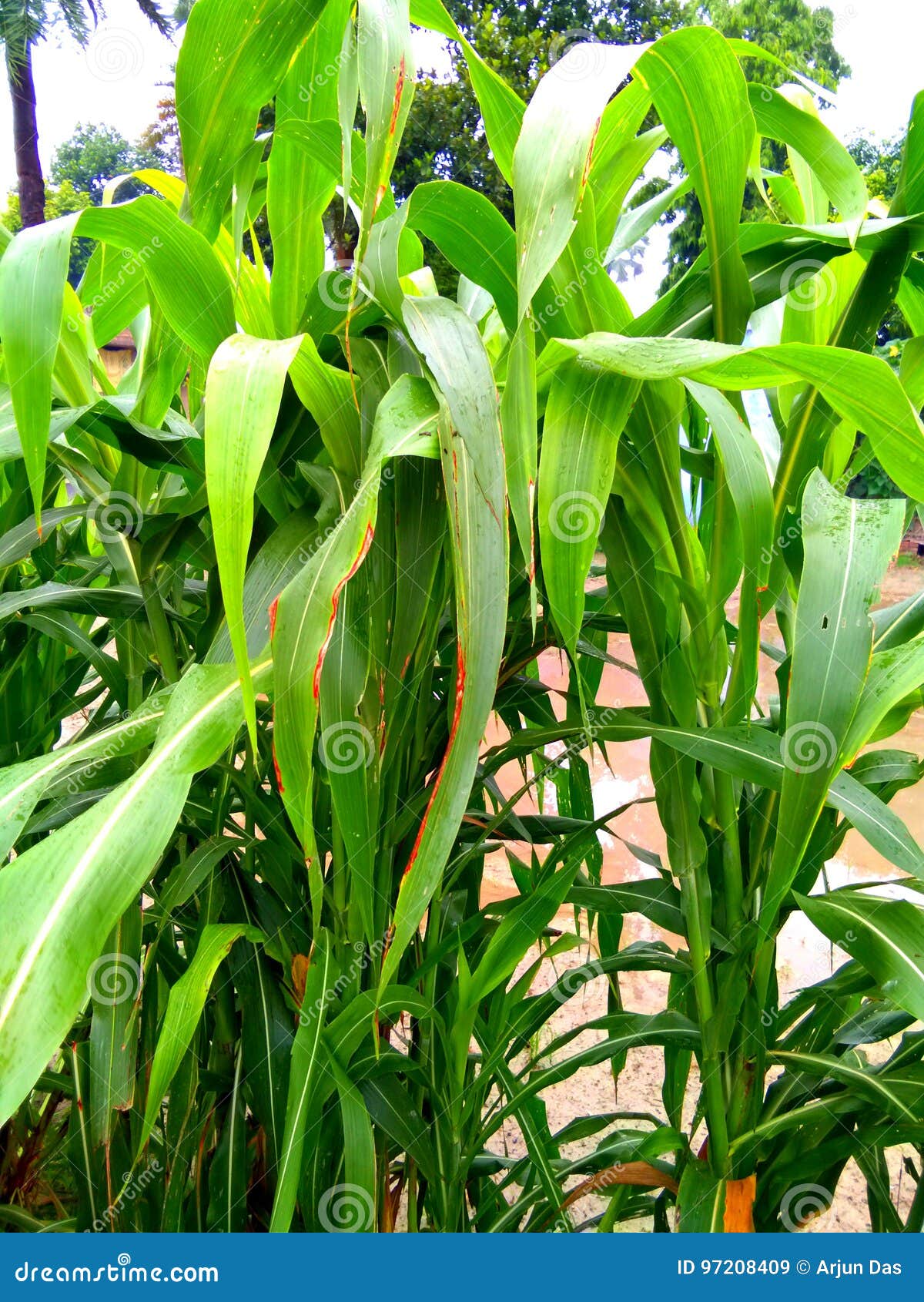 Corn tree stock image. Image of nature, tree, beauty - 97208409