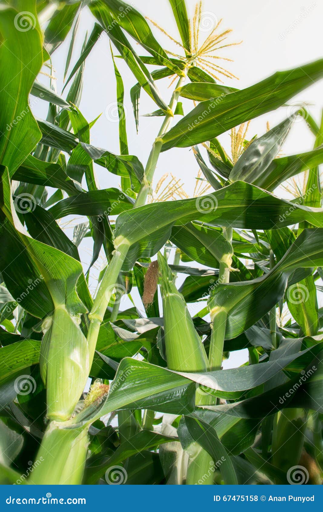 Corn Tree is Corn with Green Corn Cob and Blooming Stock Photo - Image ...