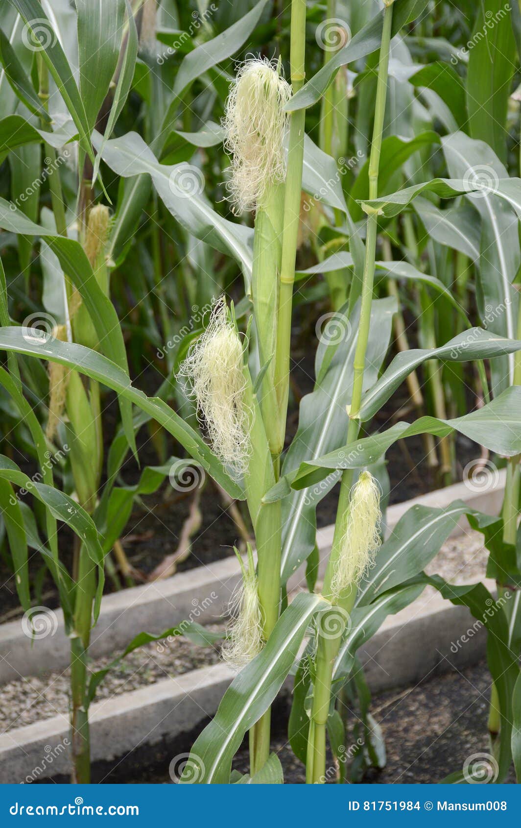 Corn tree stock photo. Image of growth, fresh, vegetable - 81751984
