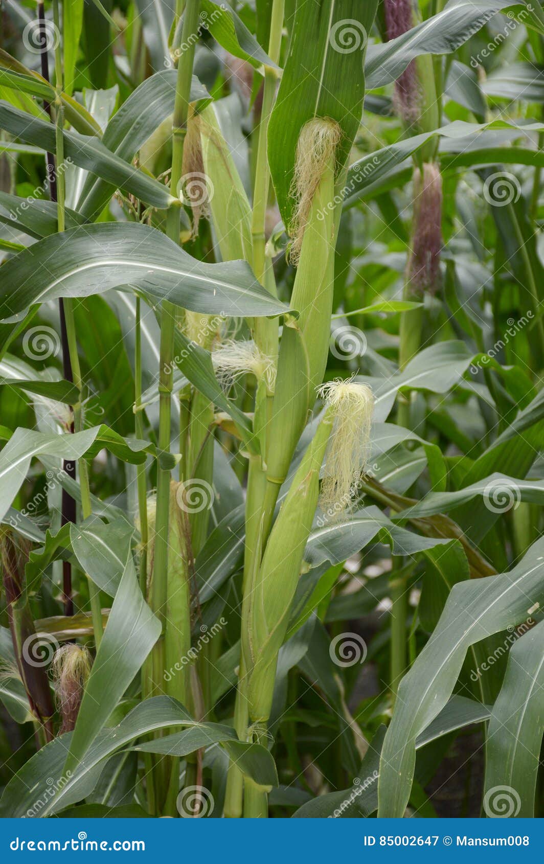 Corn tree stock image. Image of leaves, tree, environment - 85002647