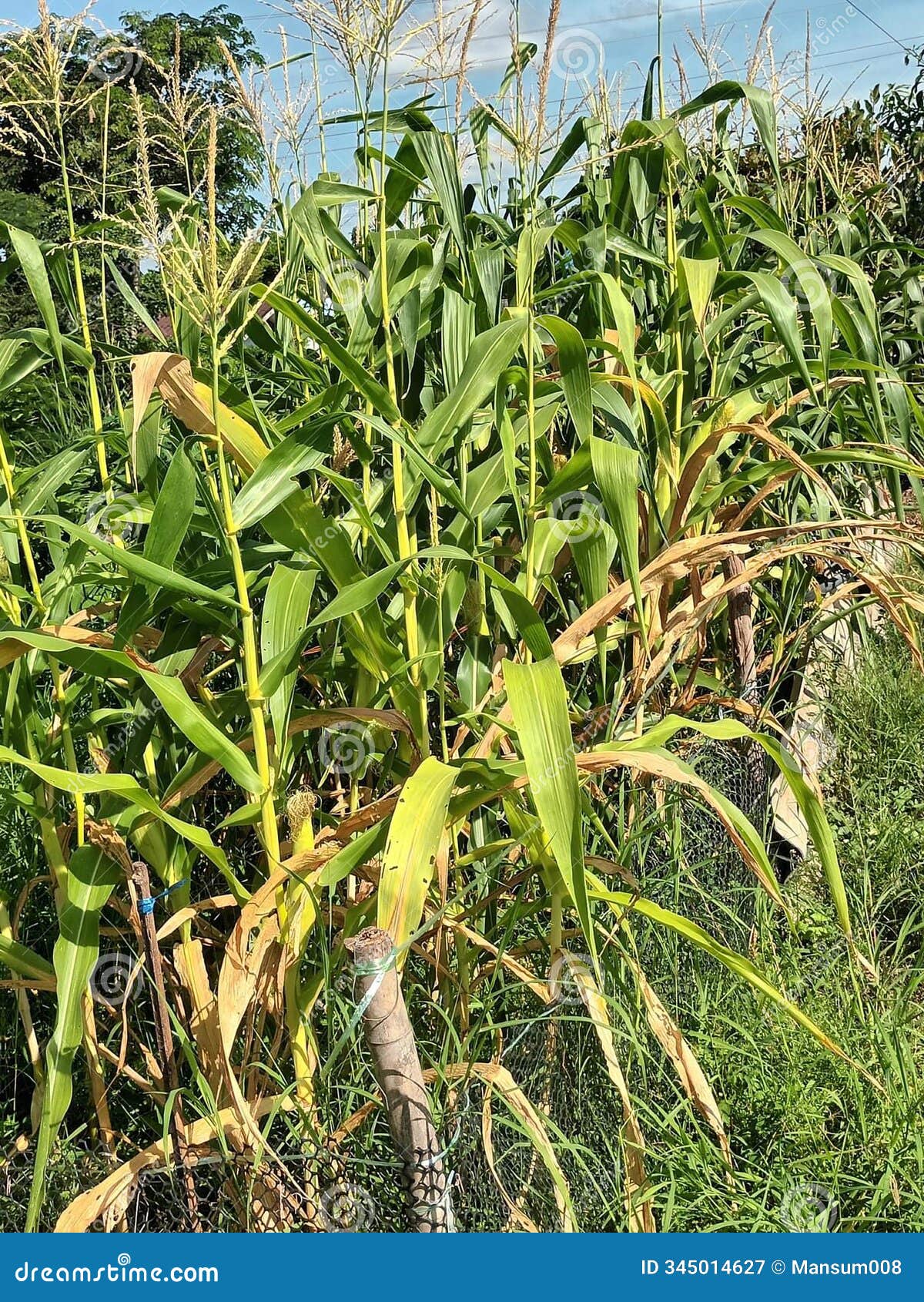 Corn Tree in Country Garden Stock Image - Image of nature, tree: 345014627