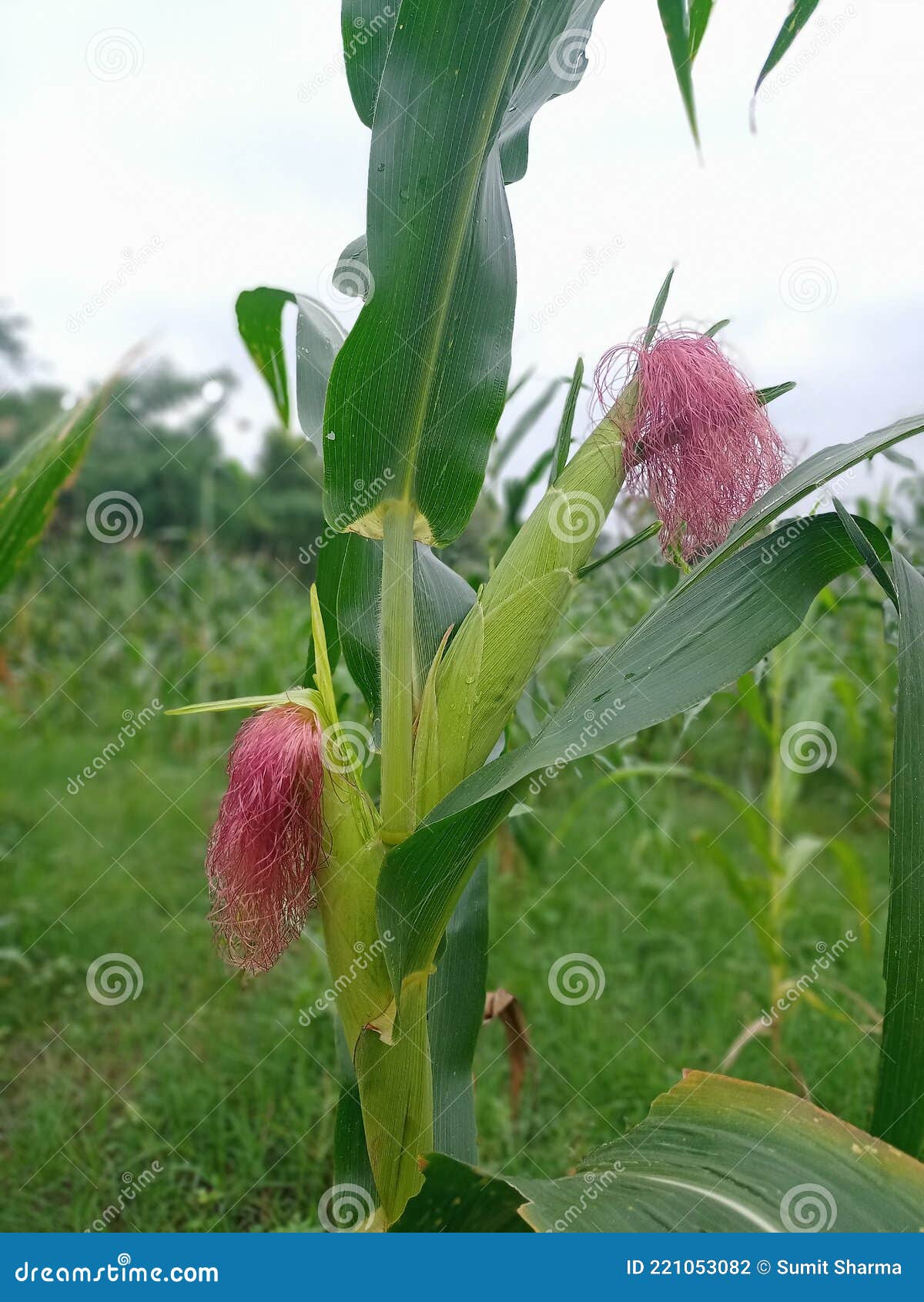 Corn tree desi farming stock photo. Image of farm, corn - 221053082