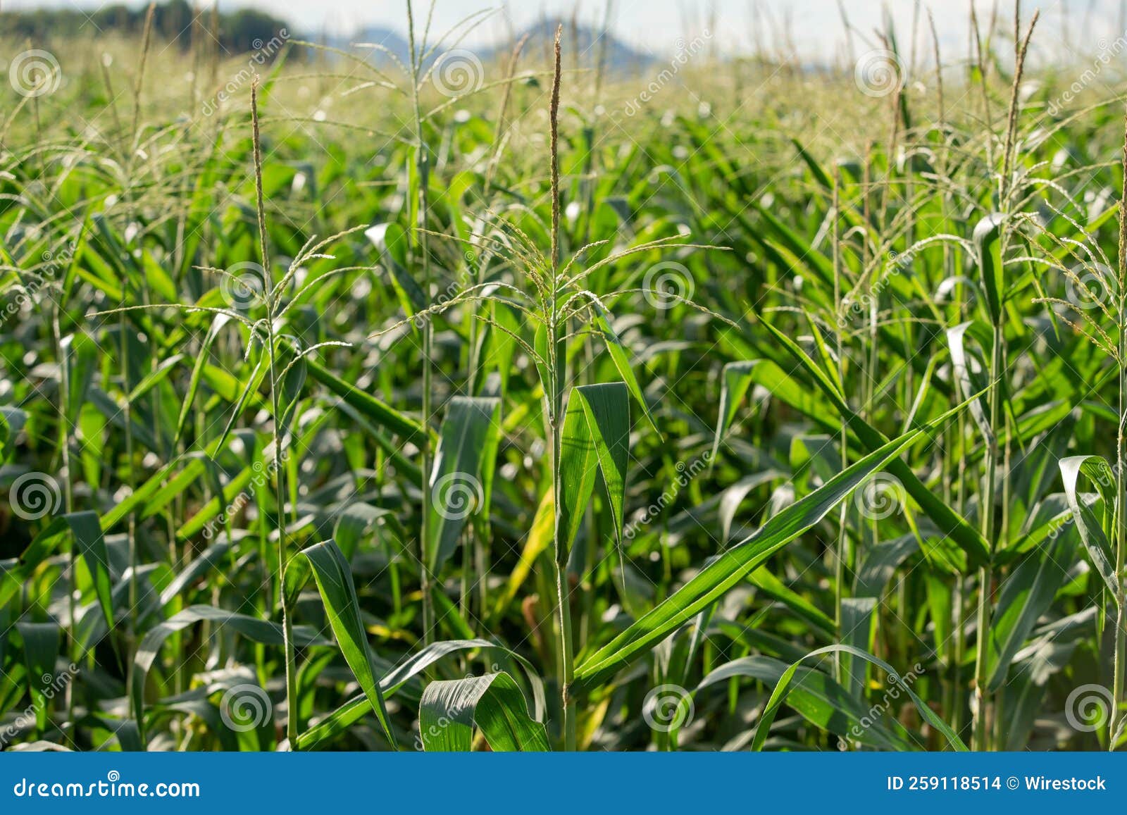 Corn Tree on the Corn Field Stock Photo - Image of agricultural, leaf ...