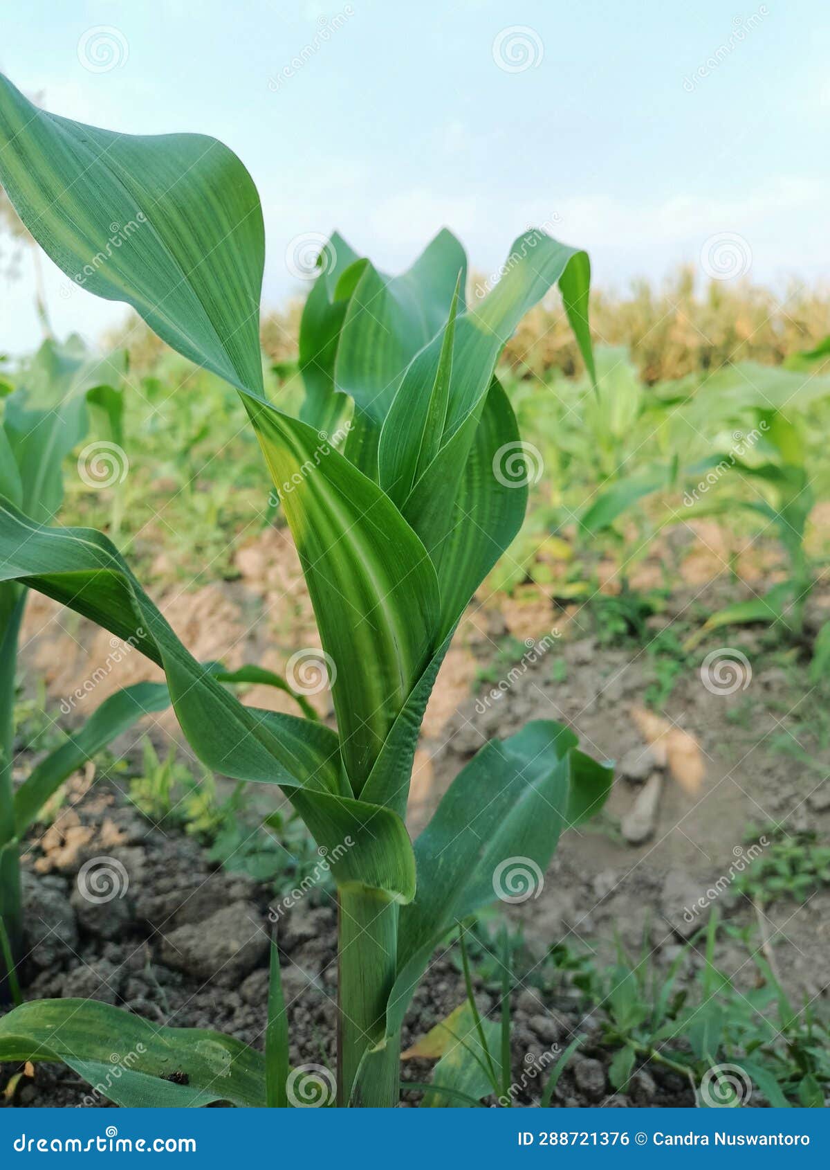 Corn Tree in the Field in Indonesia Stock Photo - Image of nature ...