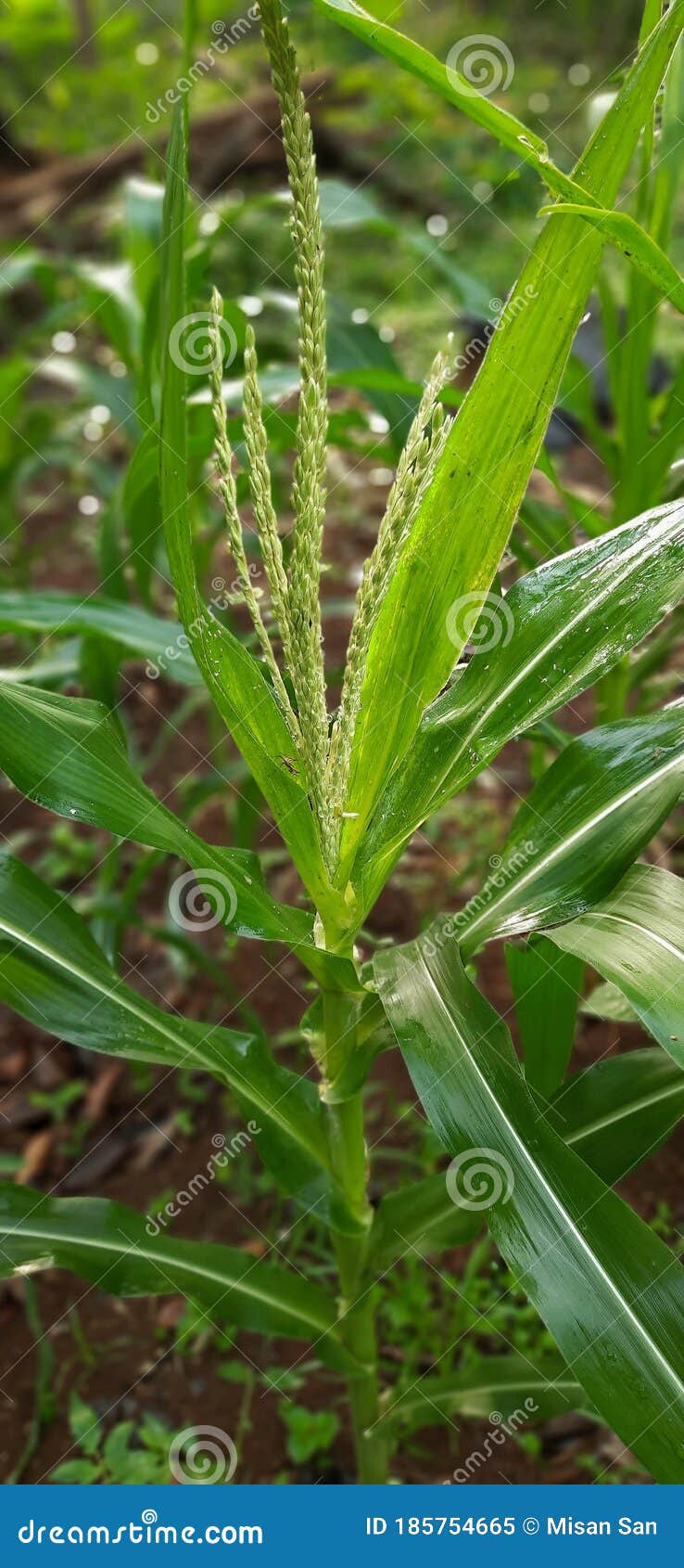 Corn Tree Flowers that Begin To Grow into Fruit.Lush Green Corn Trees ...