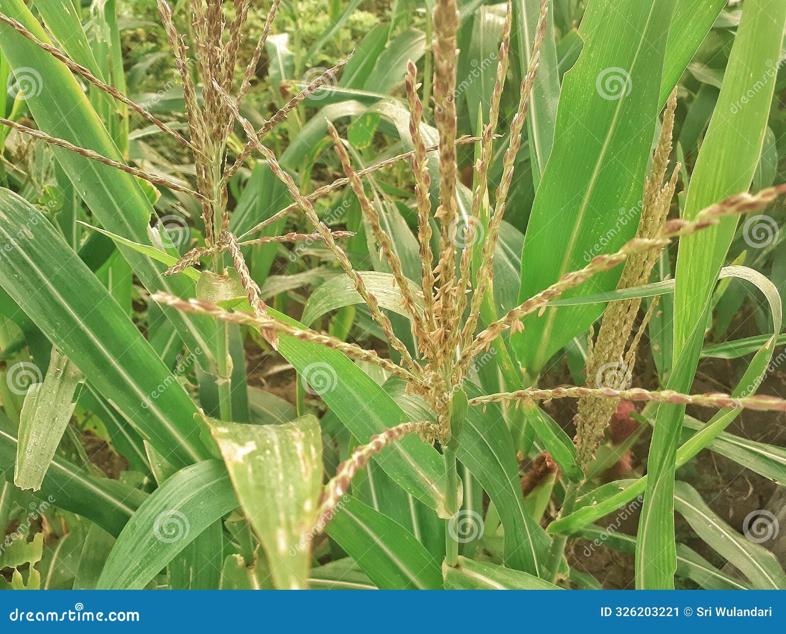 Corn Tree Flowers in the Rice Fields Stock Image - Image of flowers ...