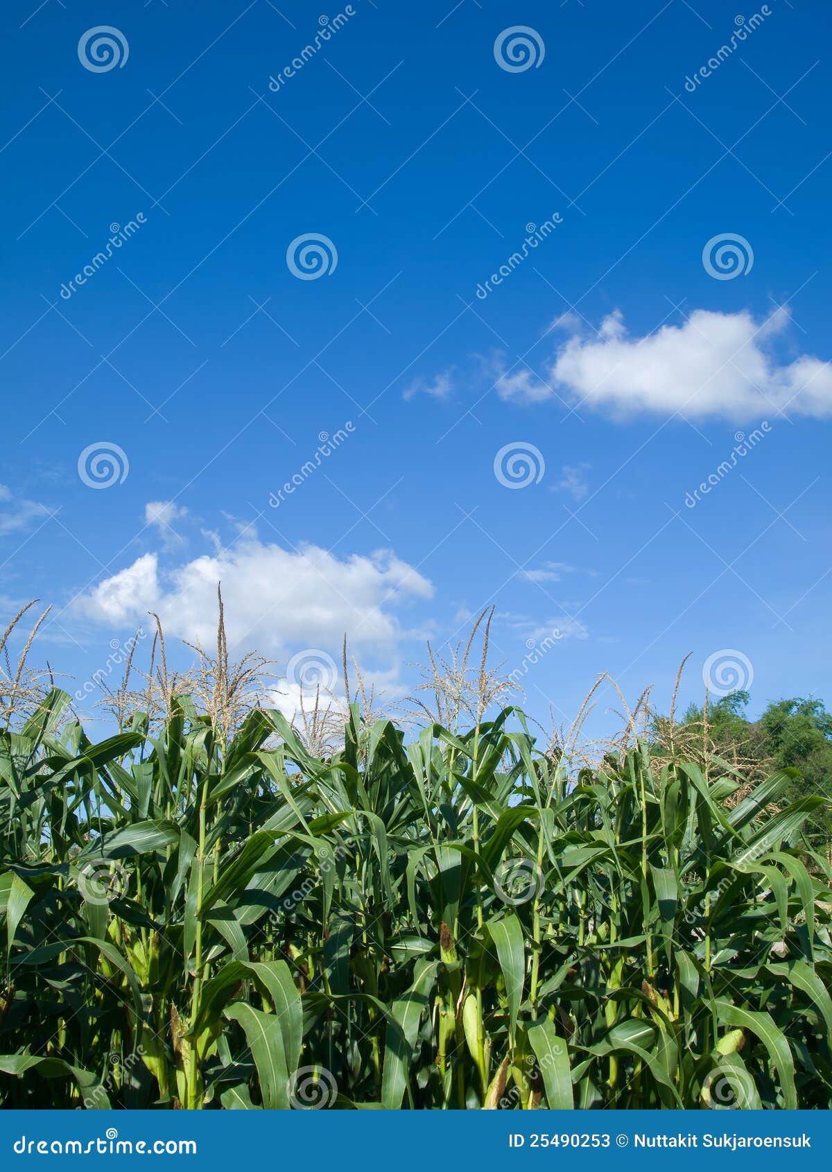 Corn Tree Green Leaf and Sky Stock Image - Image of flower, field: 25490253