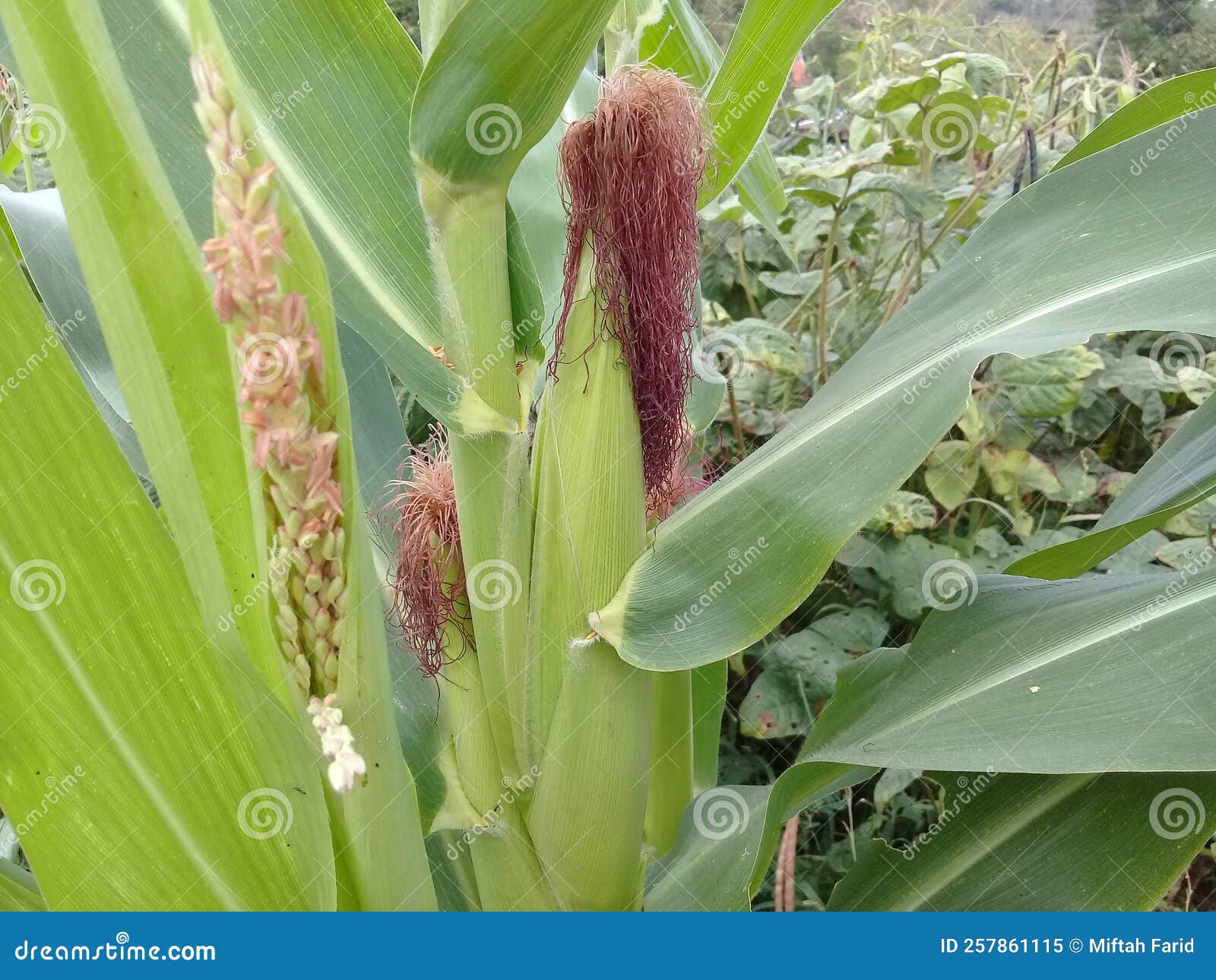 Corn Tree that Has Little Fruit Stock Image - Image of plant ...