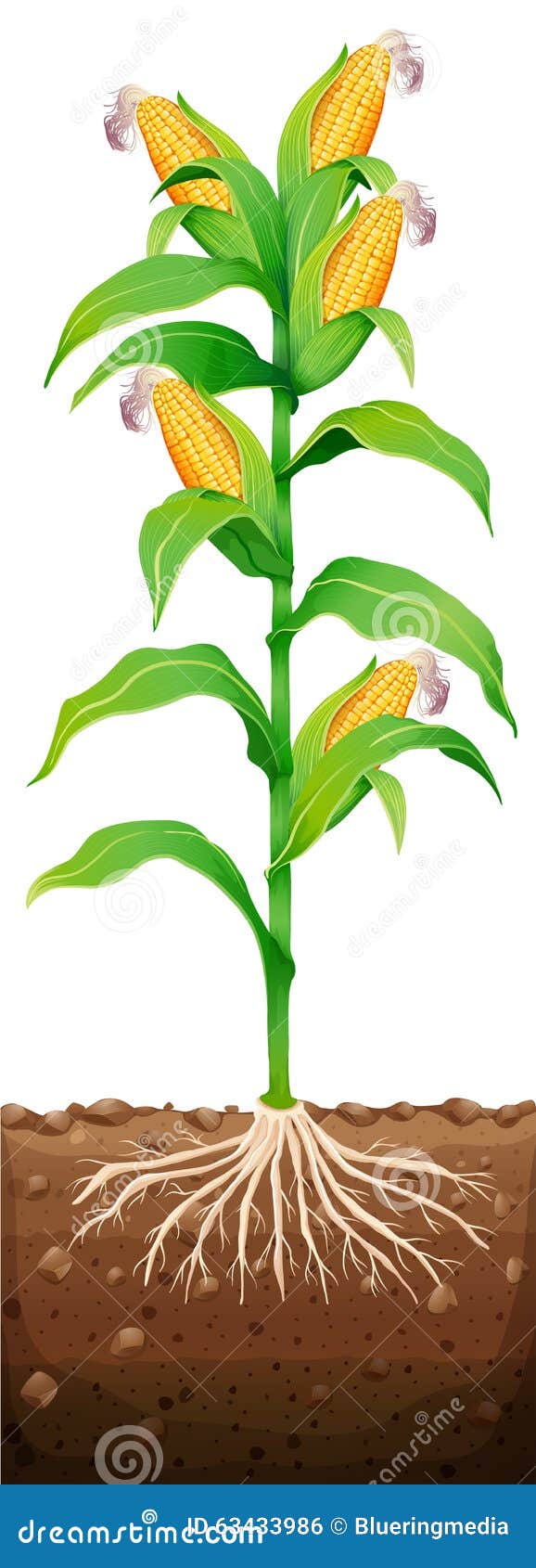 Corn on the tree stock vector. Illustration of leaves - 63433986