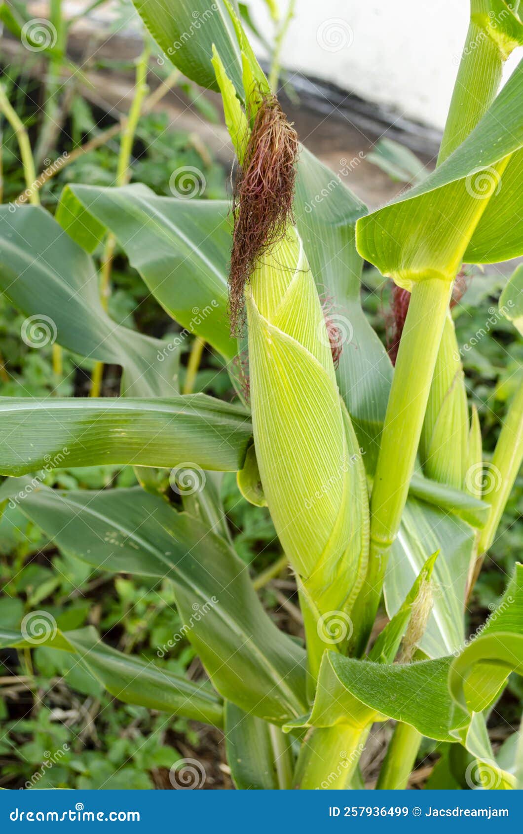 Corn on Tree stock image. Image of crop, husk, garden - 257936499