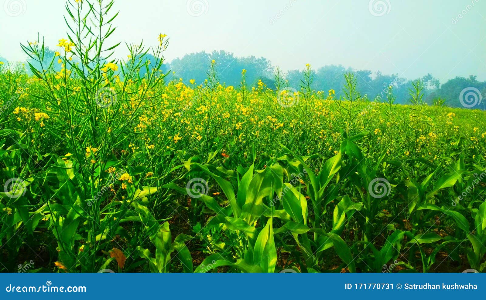 Corn Tree Mustard Tree and Sky Picture India Country Stock Image ...