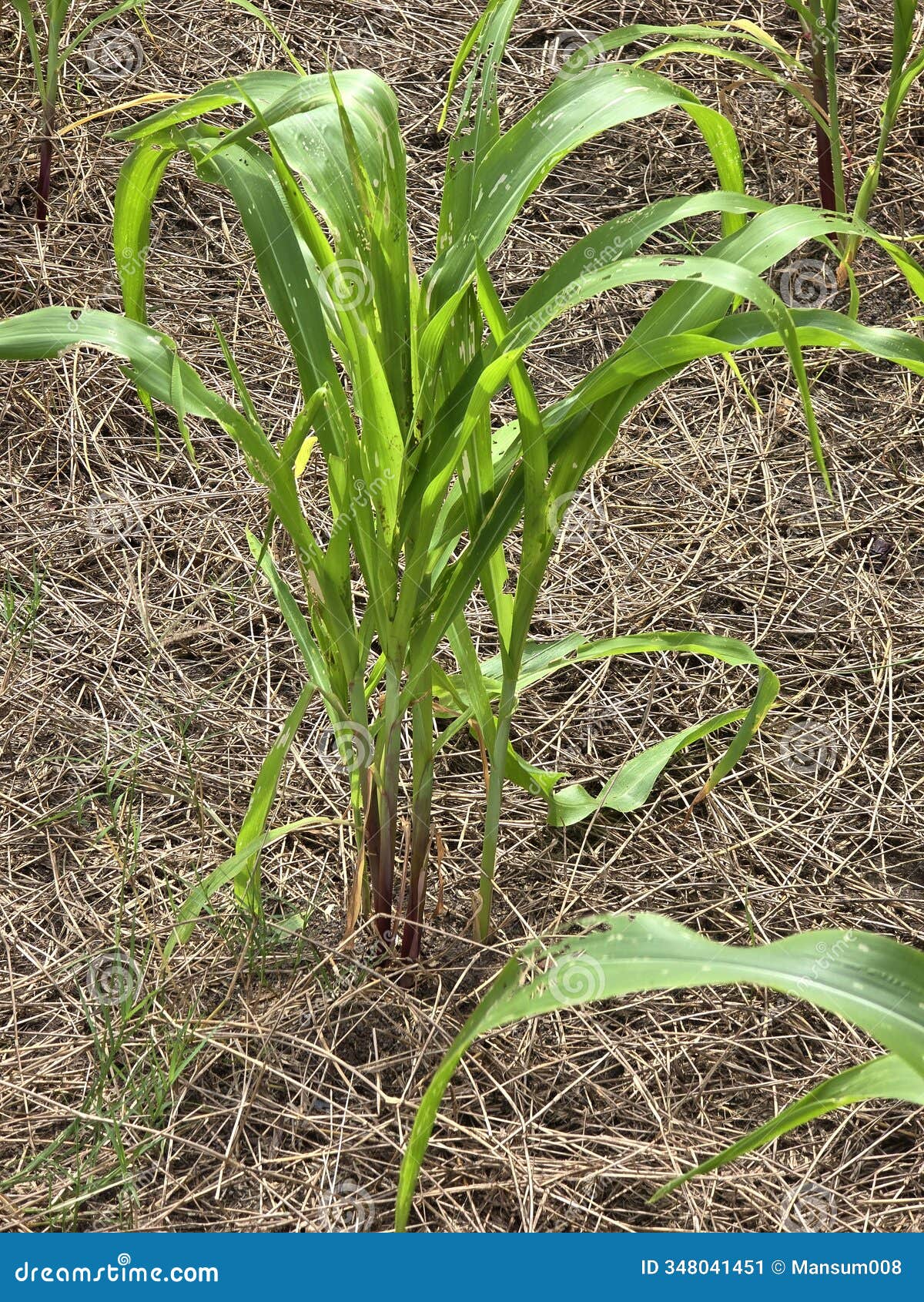 Corn tree in nature garden stock image. Image of harvest - 348041451