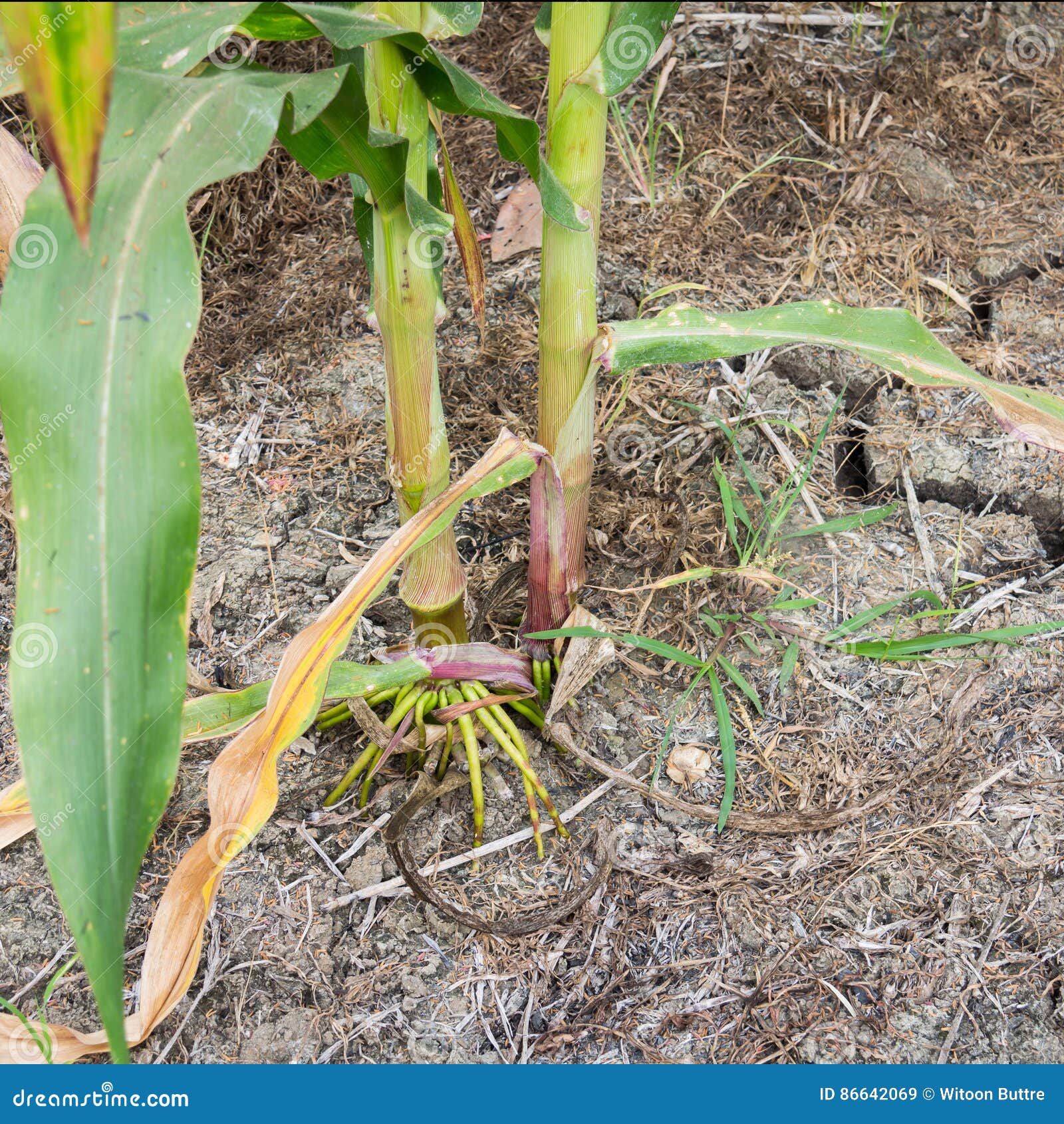 Corn tree Roots stock image. Image of food, farmland - 86642069