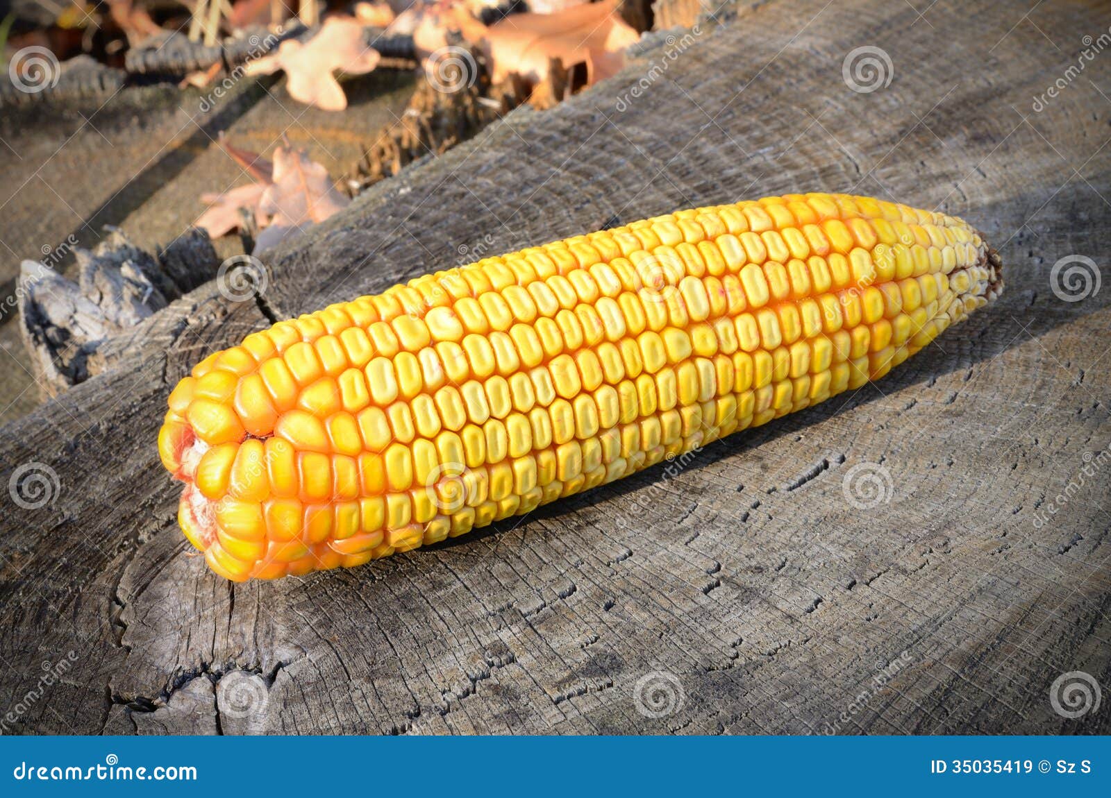 Corn on the tree trunk stock image. Image of agriculture - 35035419