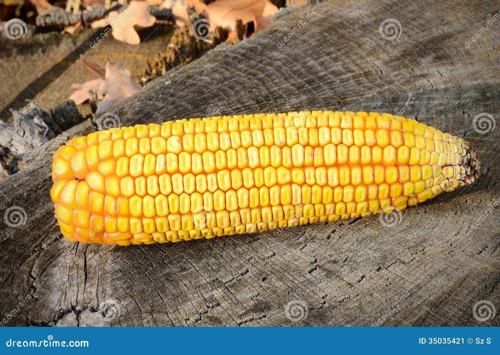 Corn on the tree trunk stock image. Image of natural - 35035421
