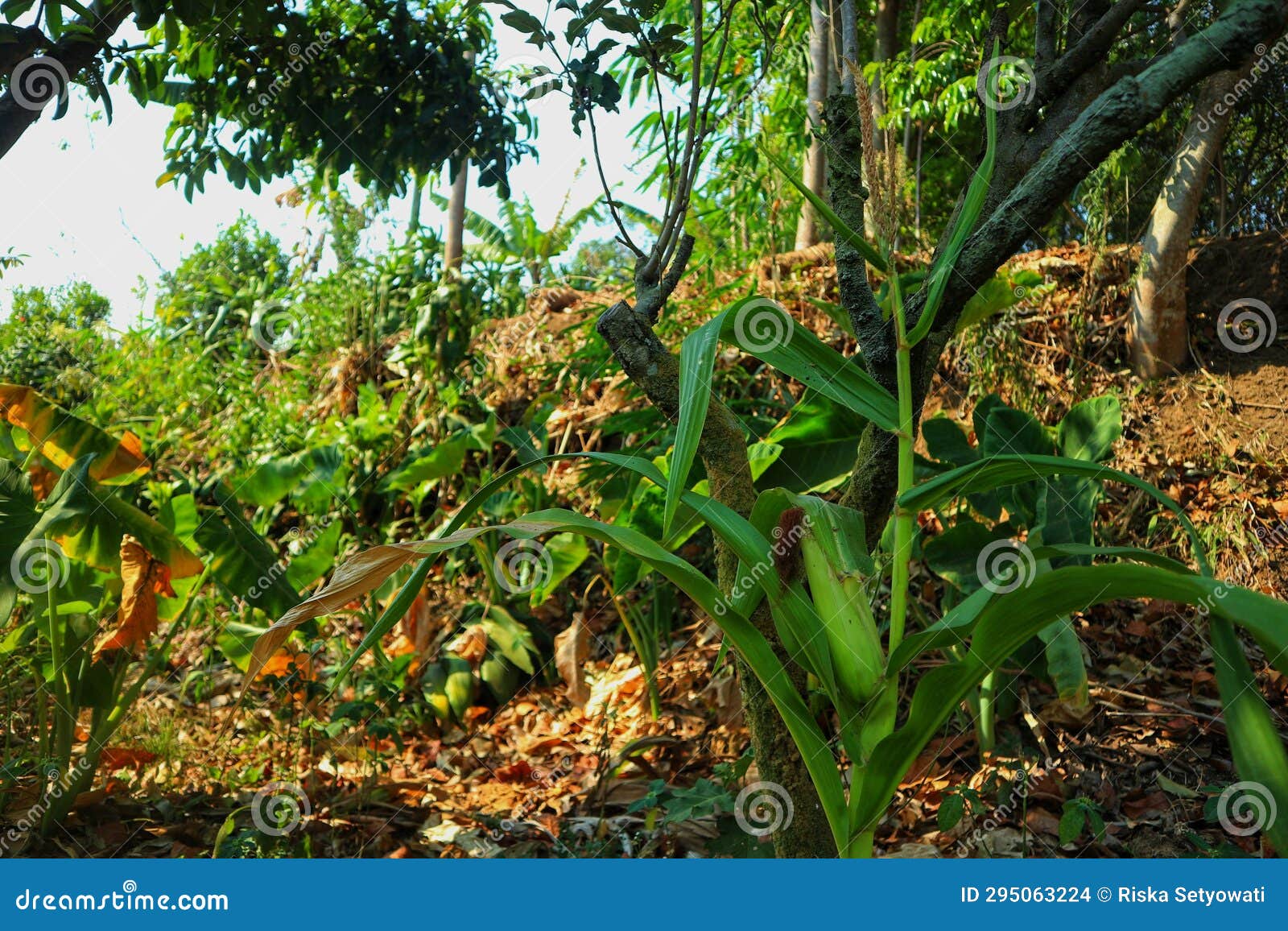 Corn Tree with Young Fruit in the Garden Stock Photo - Image of germany ...