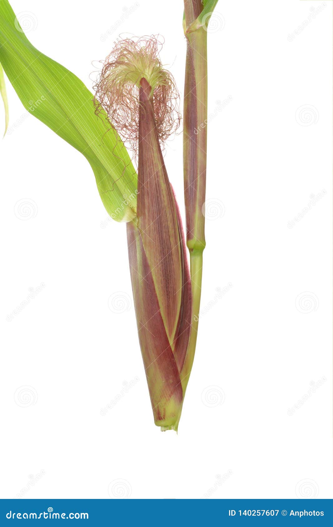Corn on tree stock image. Image of growing, fresh, food - 140257607