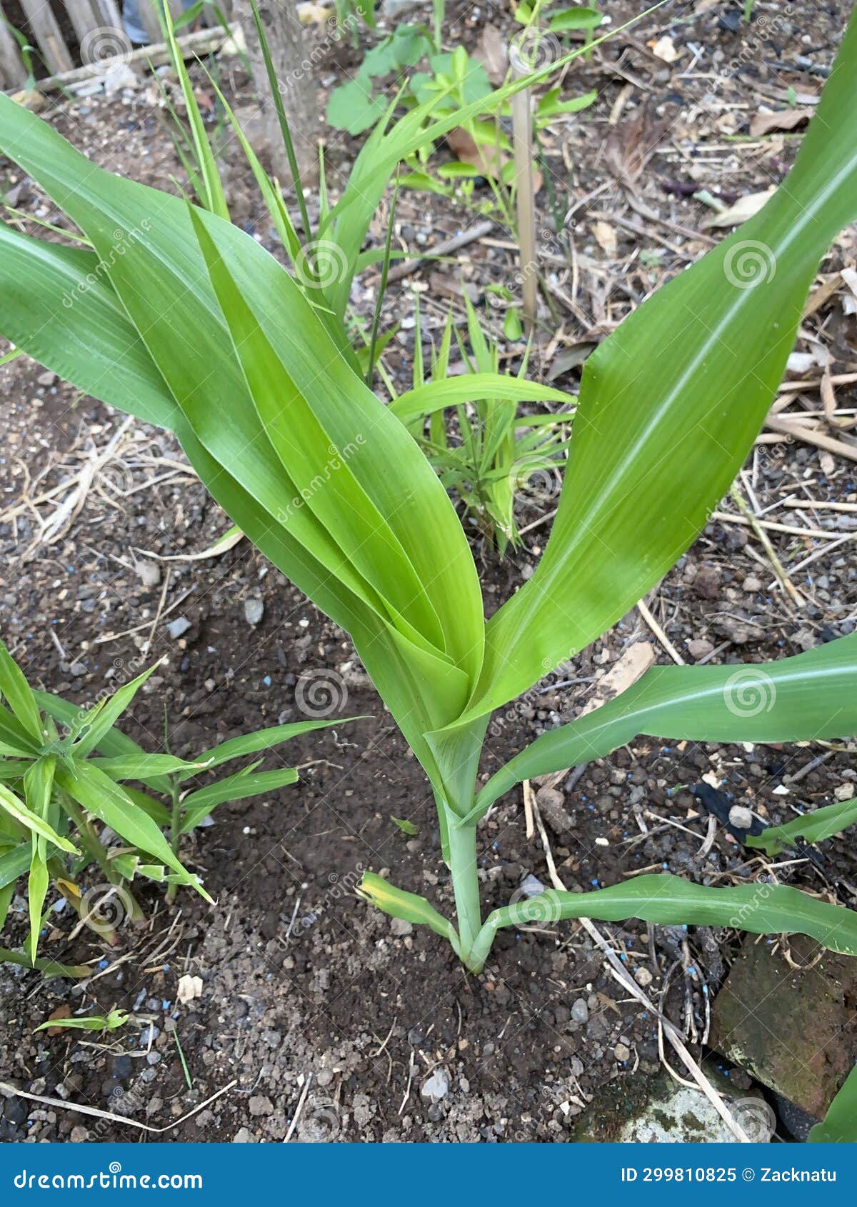 The corn tree is young stock image. Image of weeks, planting - 299810825