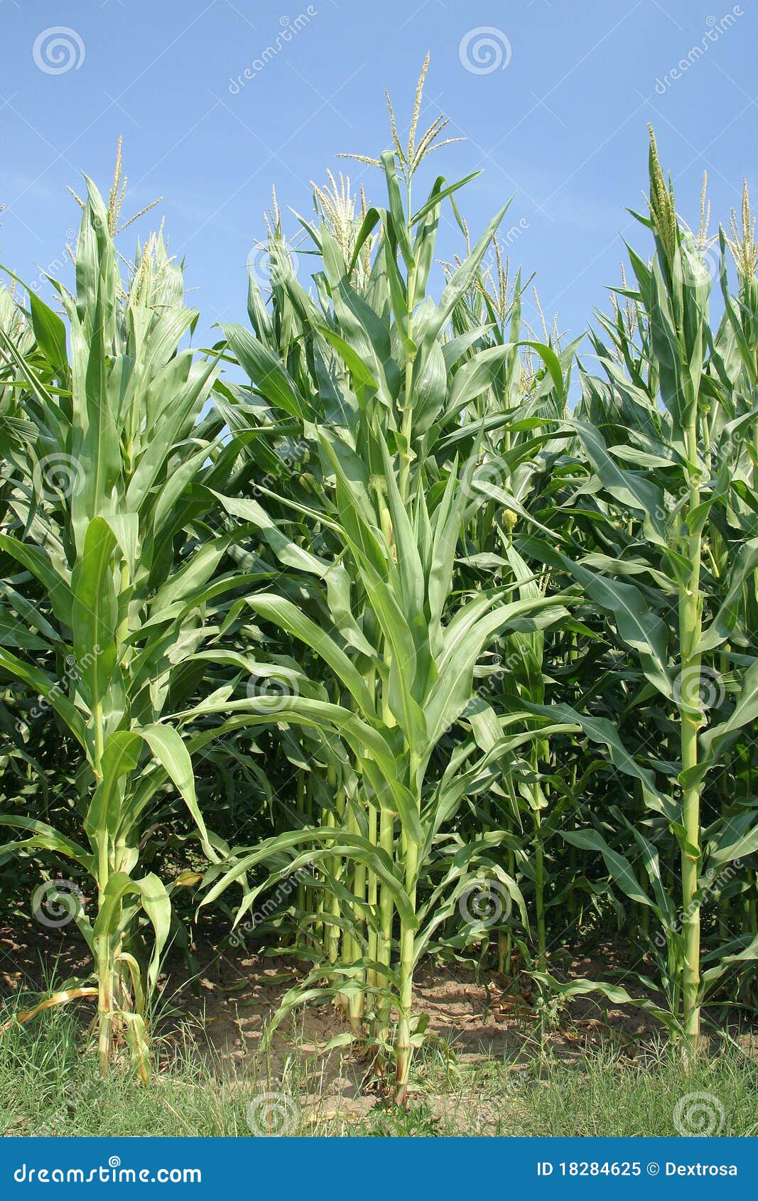 Corn Trees Royalty Free Stock Photo - Image: 18284625