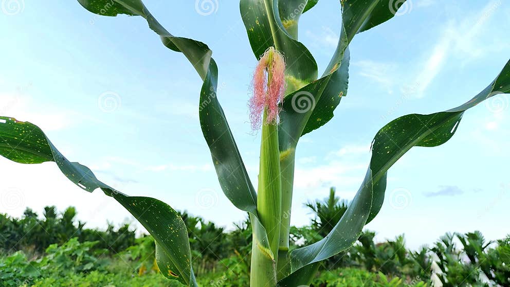 Corn Trees with Small Fruit and Green Leaves in the Fields Stock Image ...