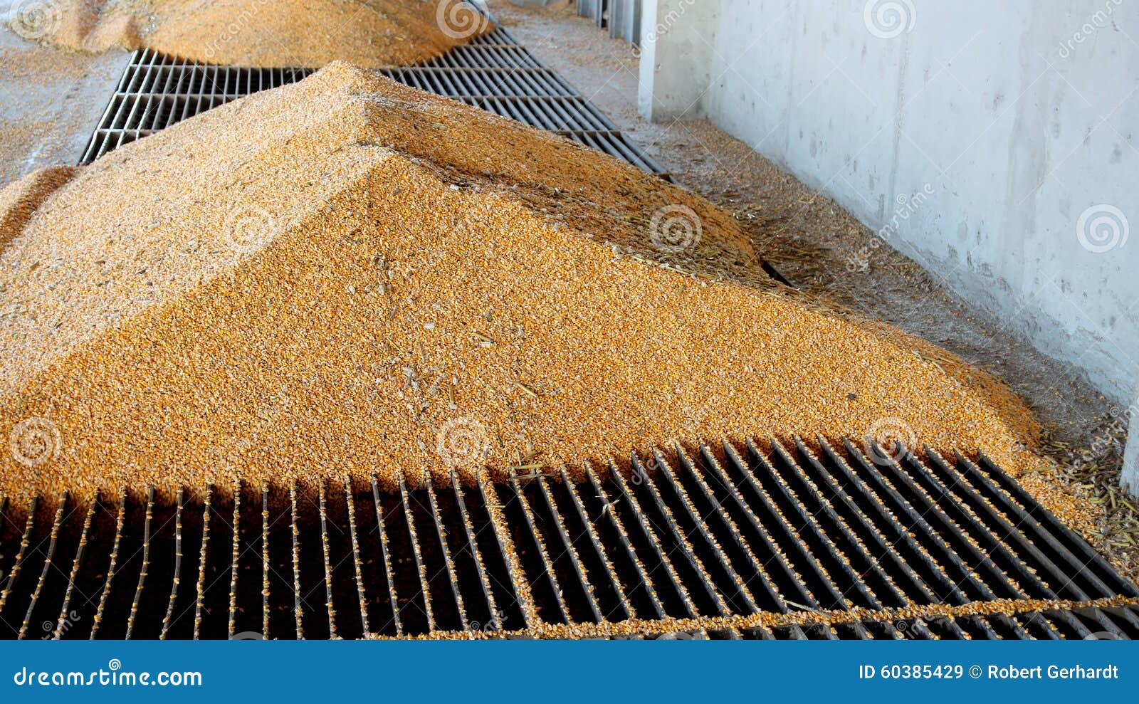 Corn Unloading into the Grain Elevator Stock Image - Image of maize ...