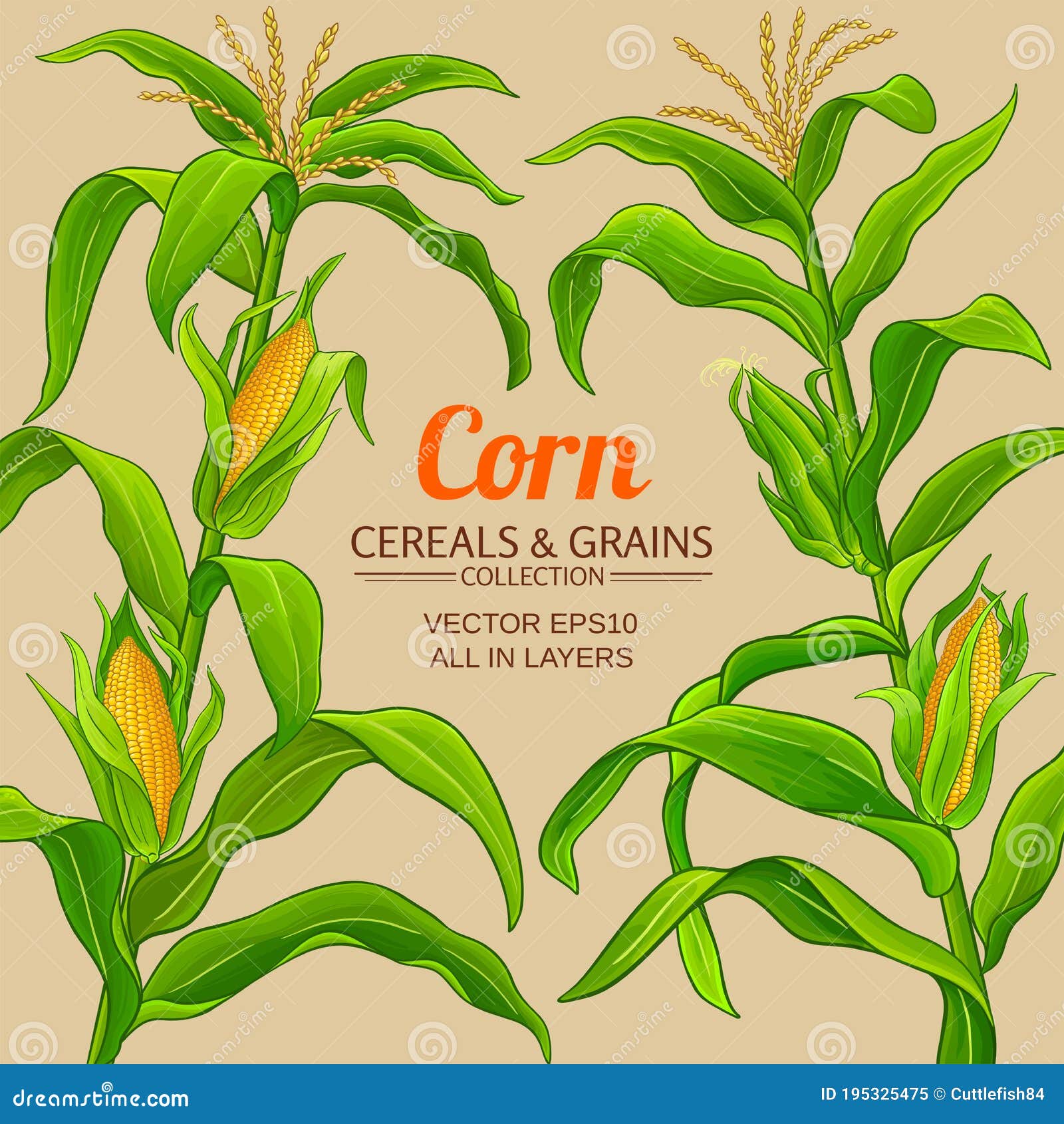 Corn vector frame stock vector. Illustration of plant - 195325475