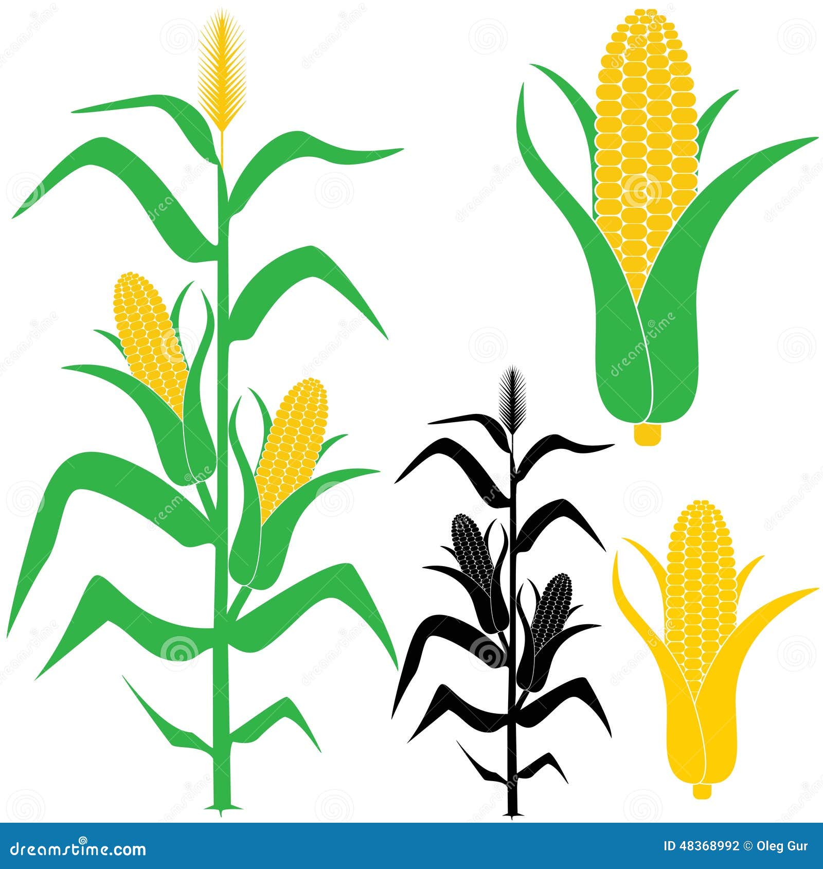 Corn stock vector. Illustration of cereal, design, unusual - 48368992