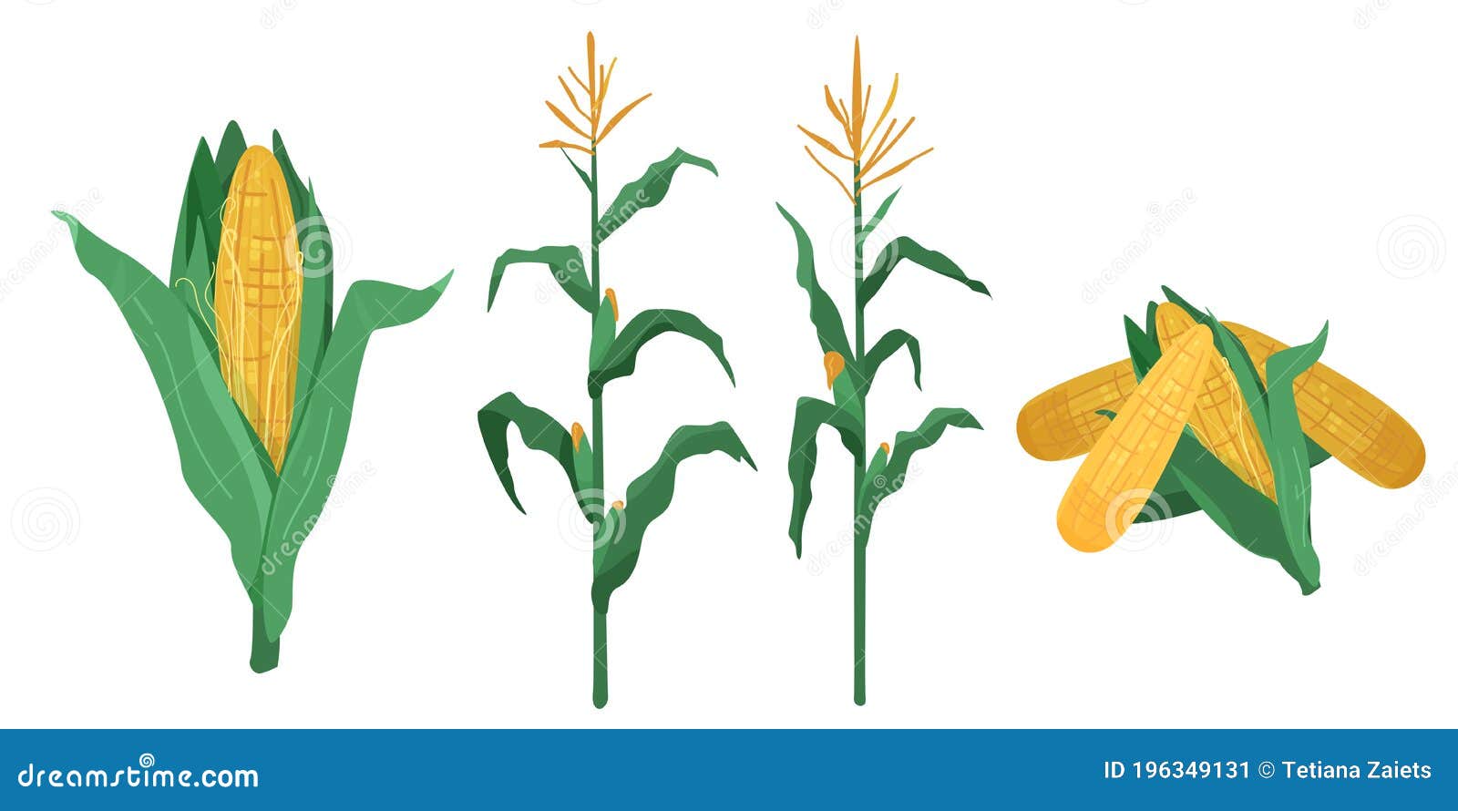 Corn Vector Illustration in Flat Cartoon Style. Maize Cob Heap, Plants ...