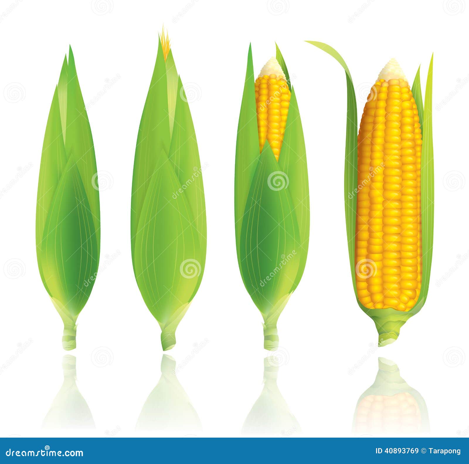 Corn vector illustration. stock vector. Illustration of healthy - 40893769