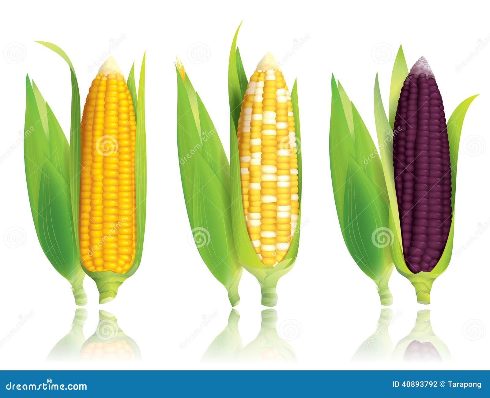 Corn vector illustration. stock vector. Illustration of cereal - 40893792