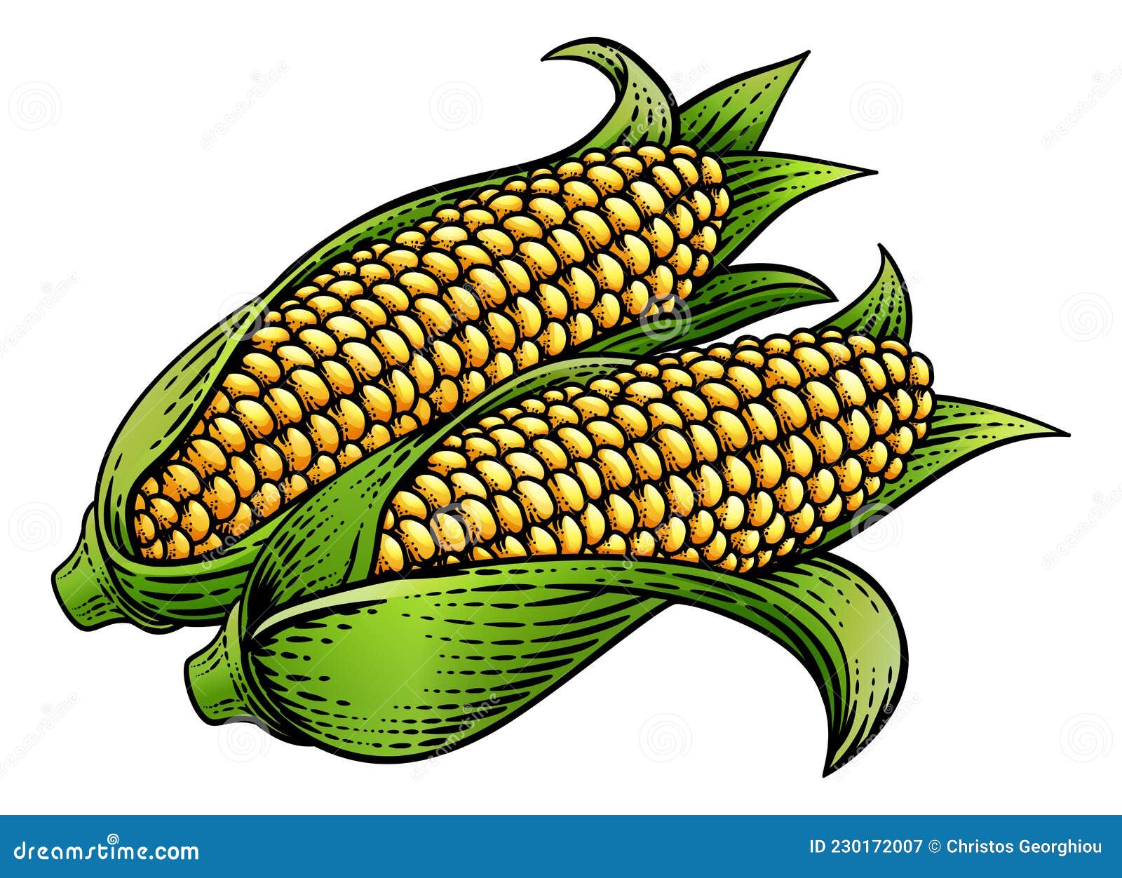 Corn Vegetable Still Life Hyper Realistic Drawing Royalty-Free Stock ...