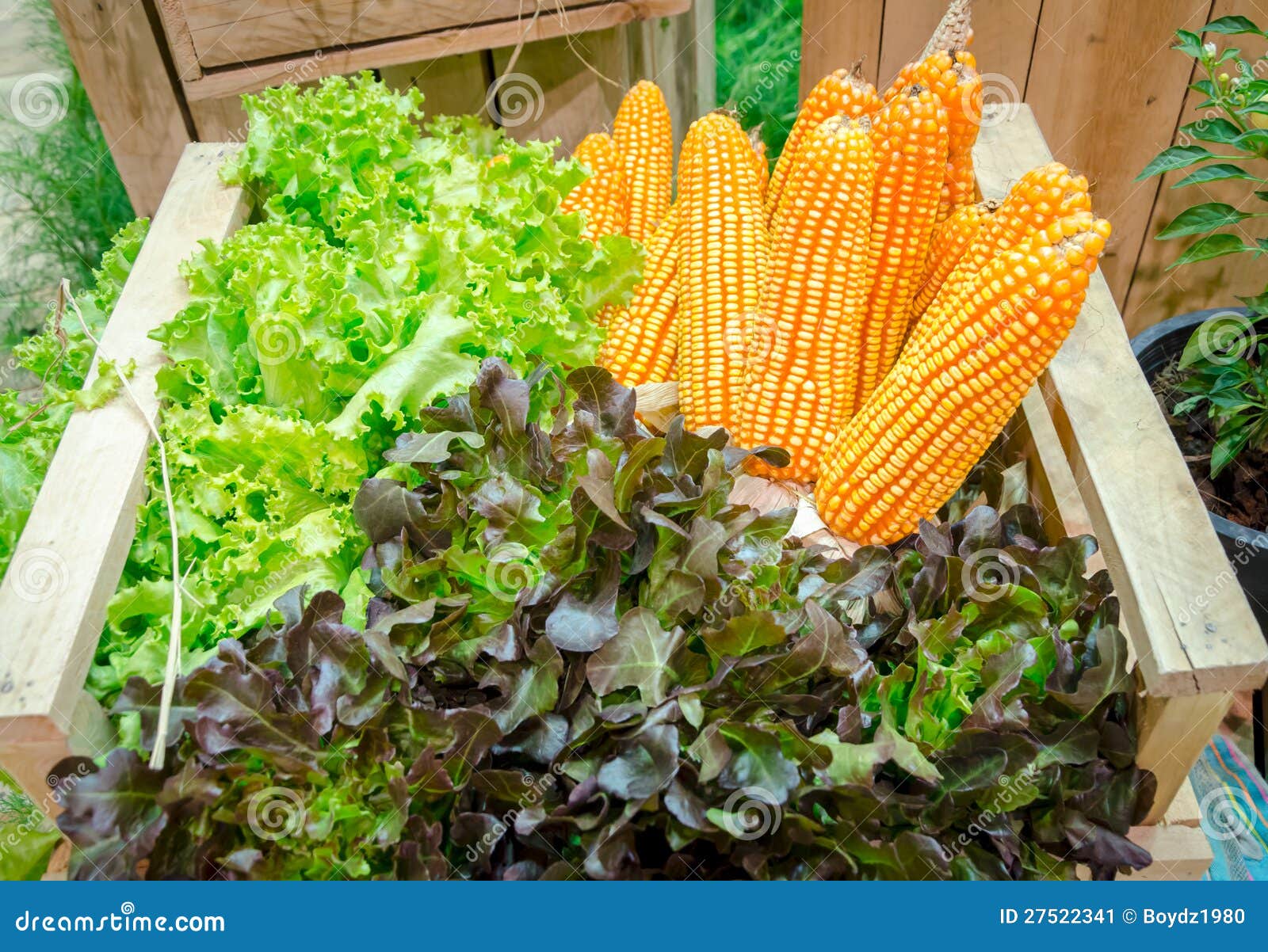 Corn and vegetables stock image. Image of bright, corn - 27522341