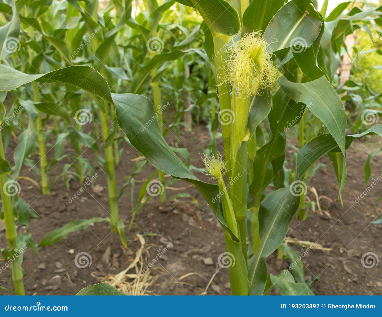 Corn in the Vegetation Began To Bloom Stock Photo - Image of ...