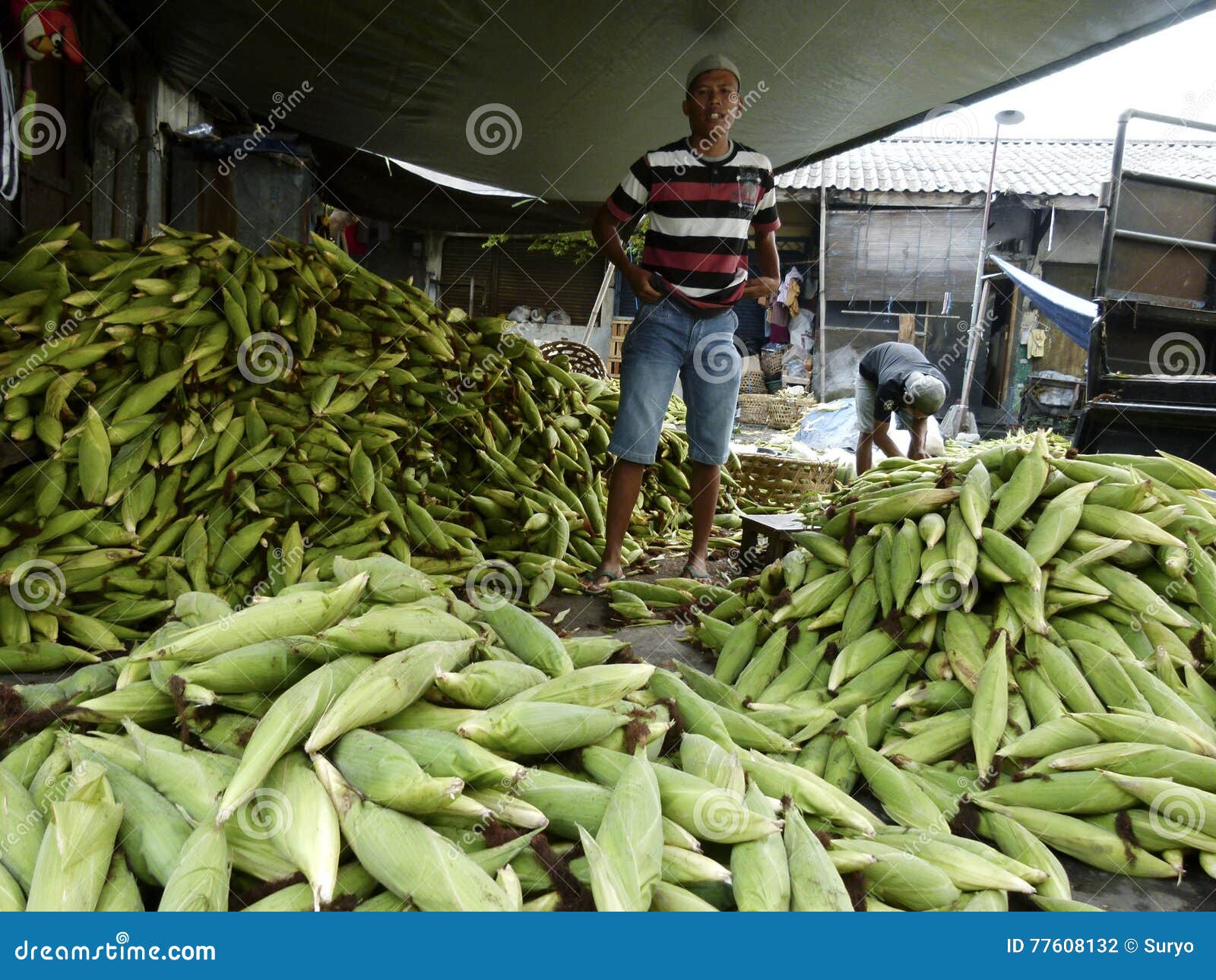 Corn editorial photography. Image of market, sell, city - 77608132