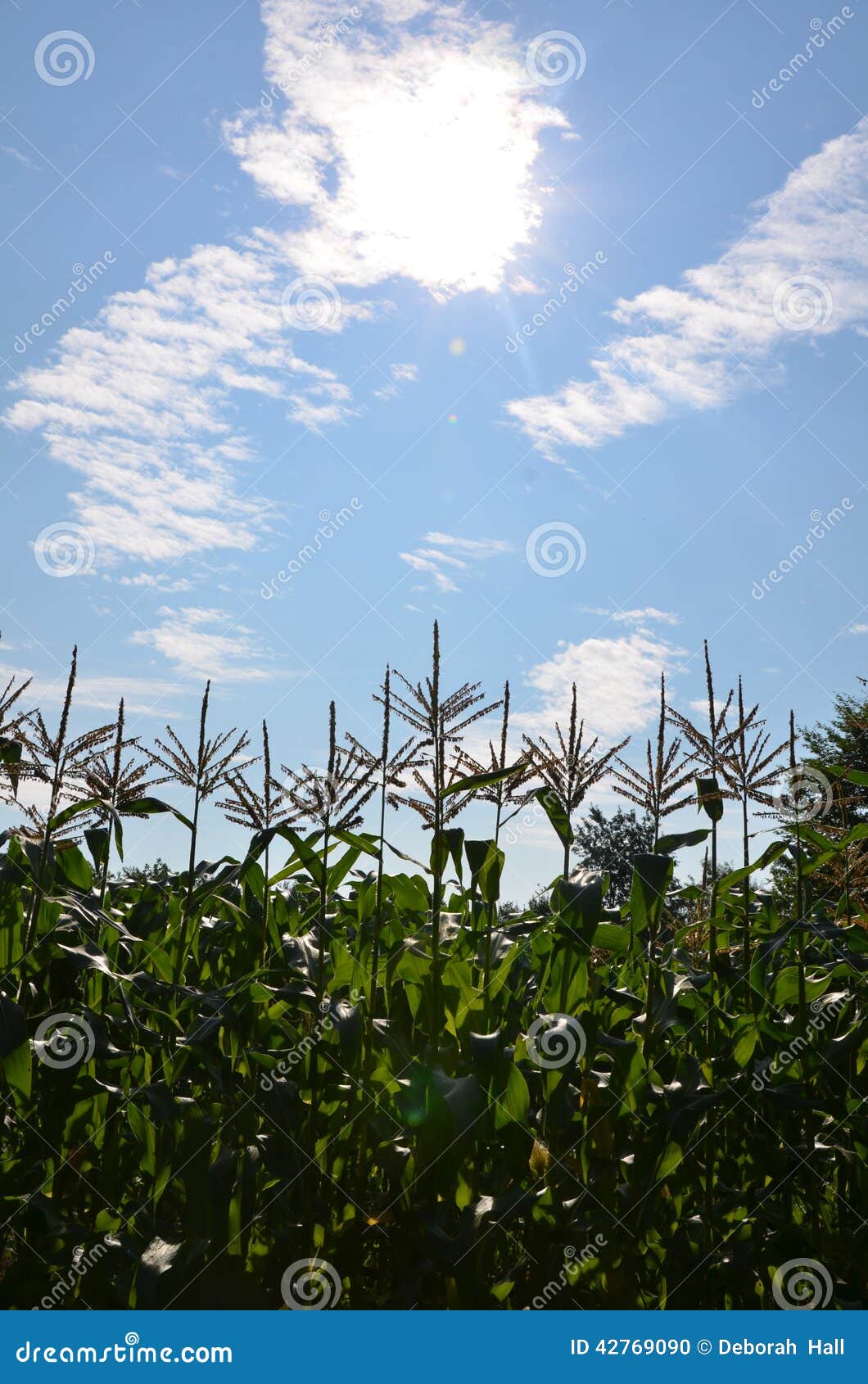 Corn in Vermont stock photo. Image of sunshime, green - 42769090