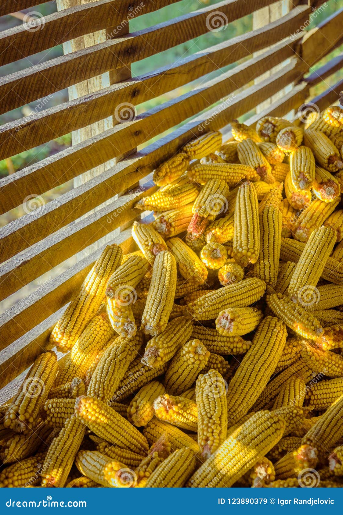 Corn in Very Old Rural Barn Stock Image - Image of golden, healthy ...